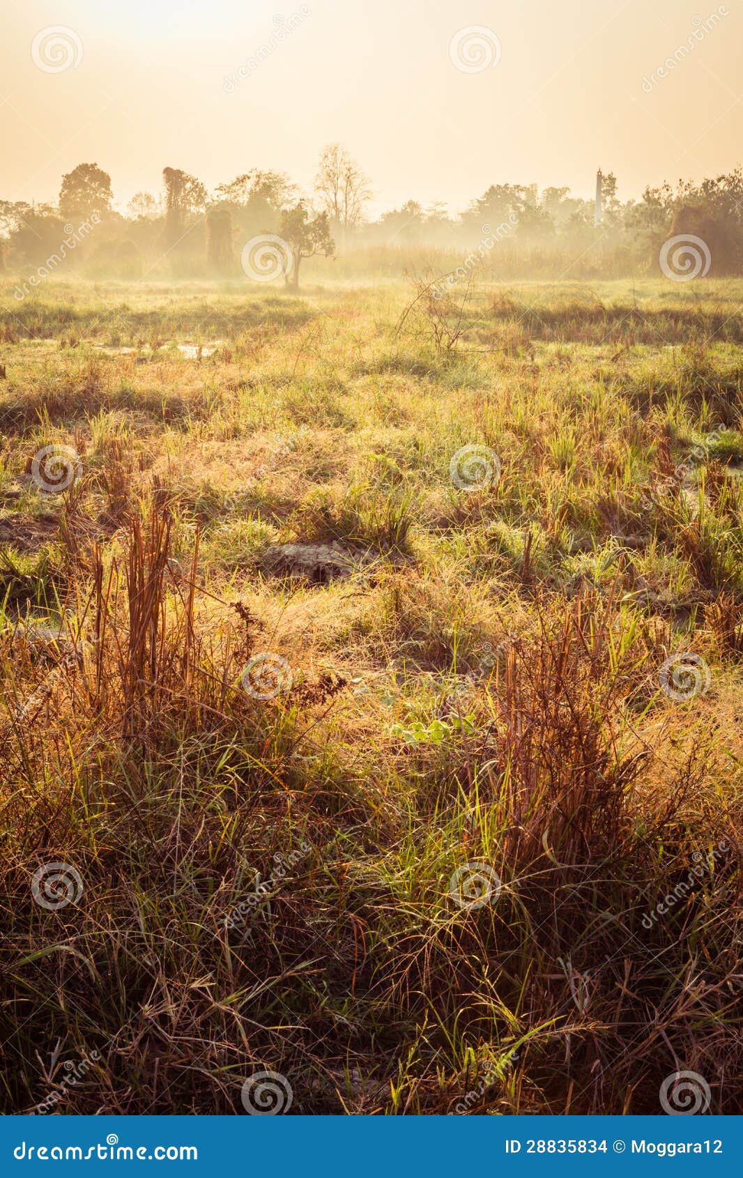 Grass field in morning stock photo. Image of grassland - 28835834