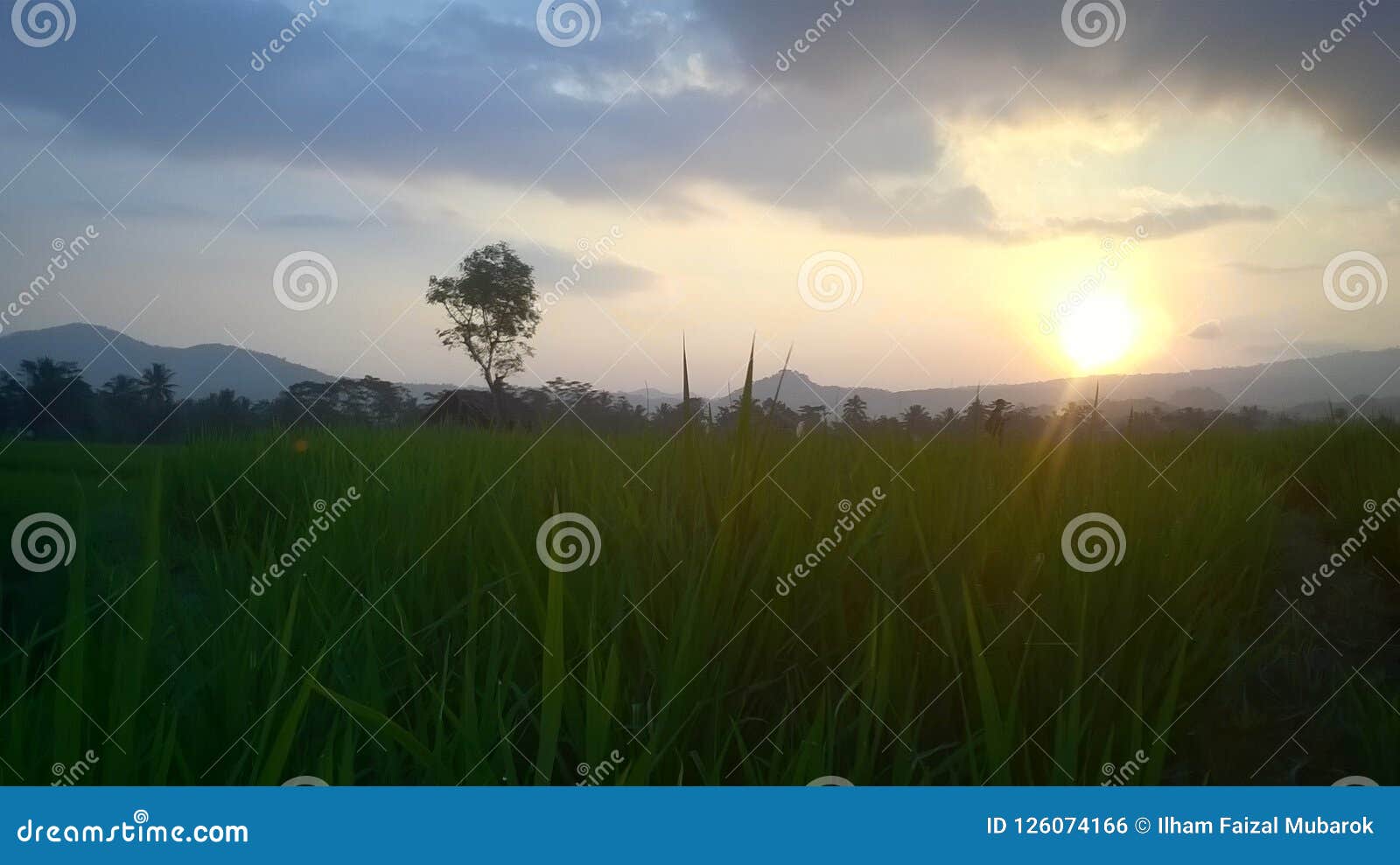 Grass Field stock photo. Image of beautiful, grass, field - 126074166
