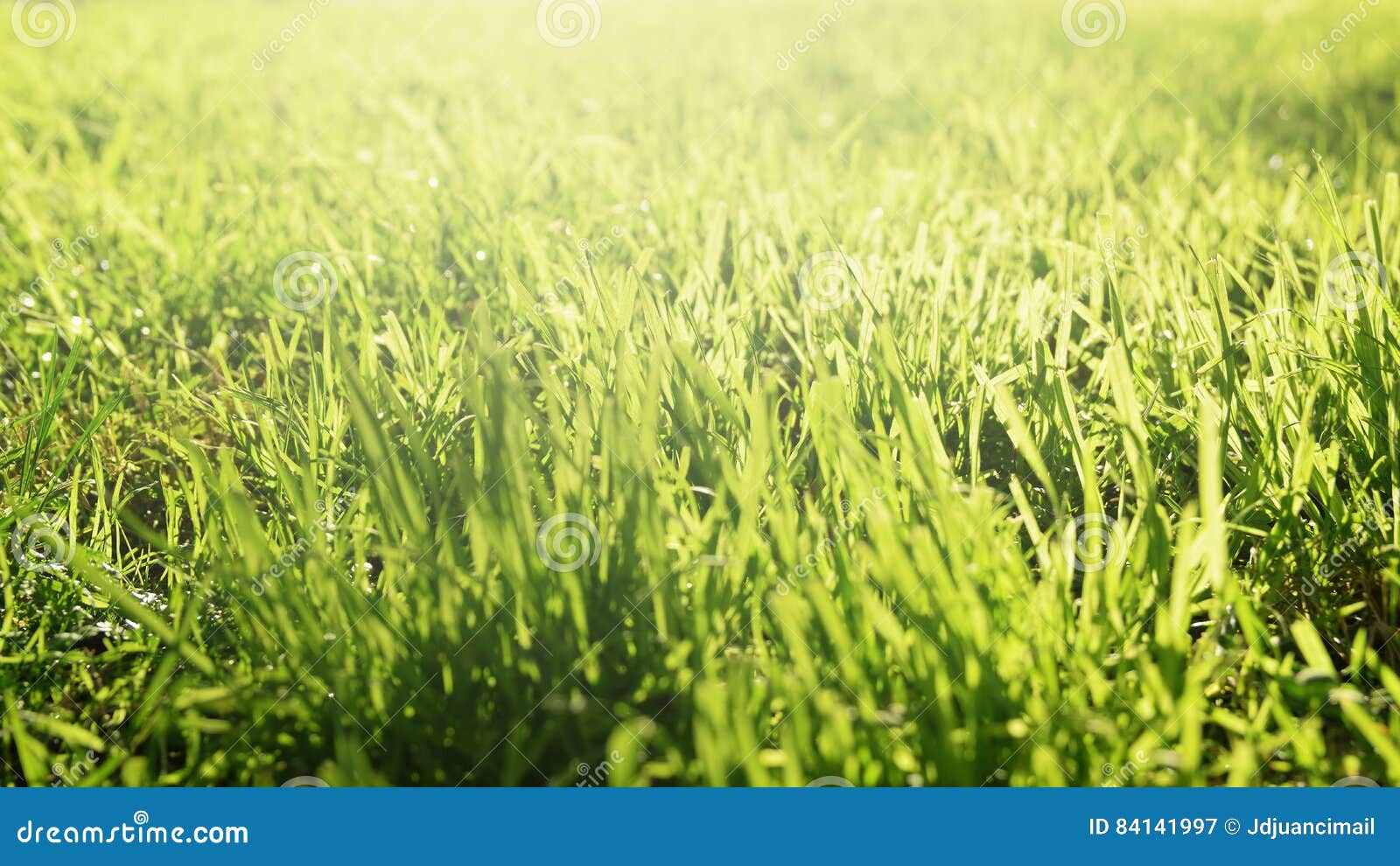 Grass Field with Natural Sun Light. Stock Image - Image of grass, fall ...