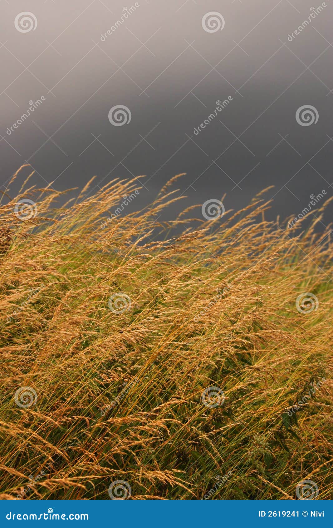 Grass Field in Overcast Day Stock Image - Image of blowing, blow: 2619241