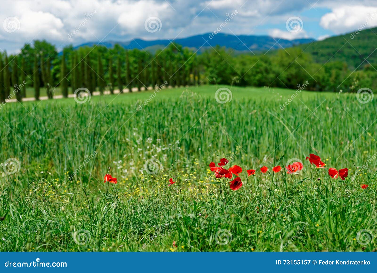 Grass Field with Poppies in Italy Stock Image - Image of hill ...