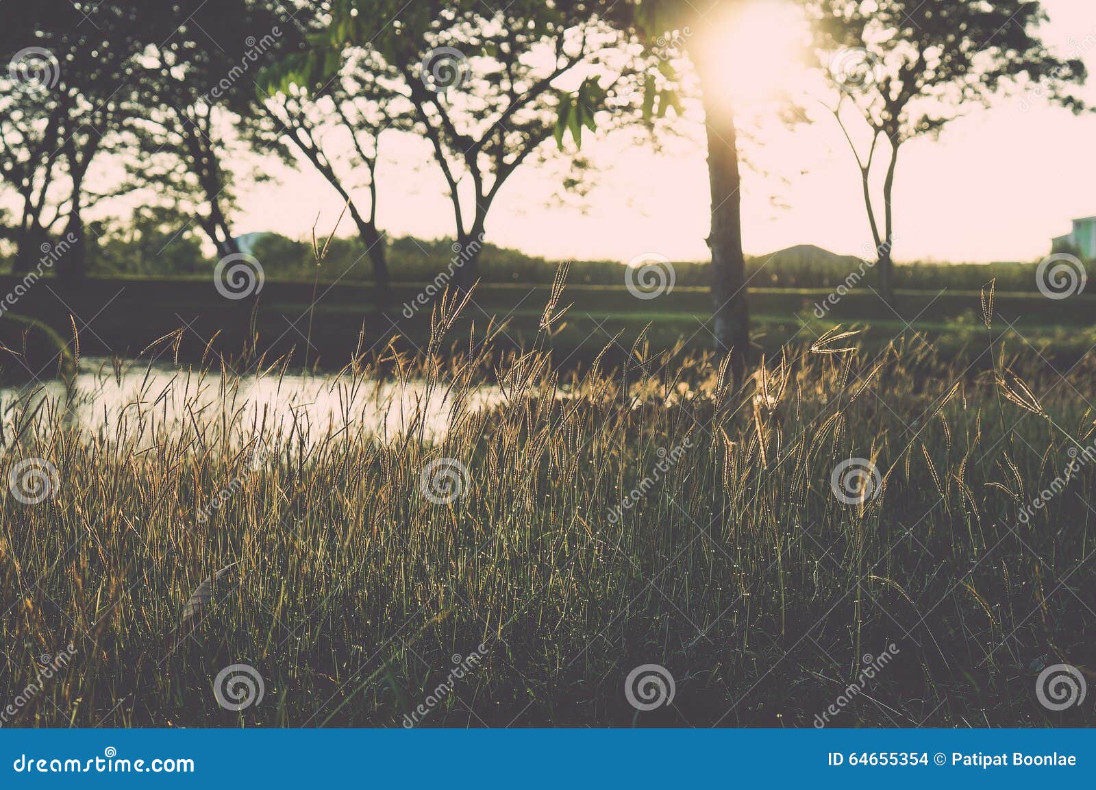 Grass field scenery stock photo. Image of beauty, lawn - 64655354