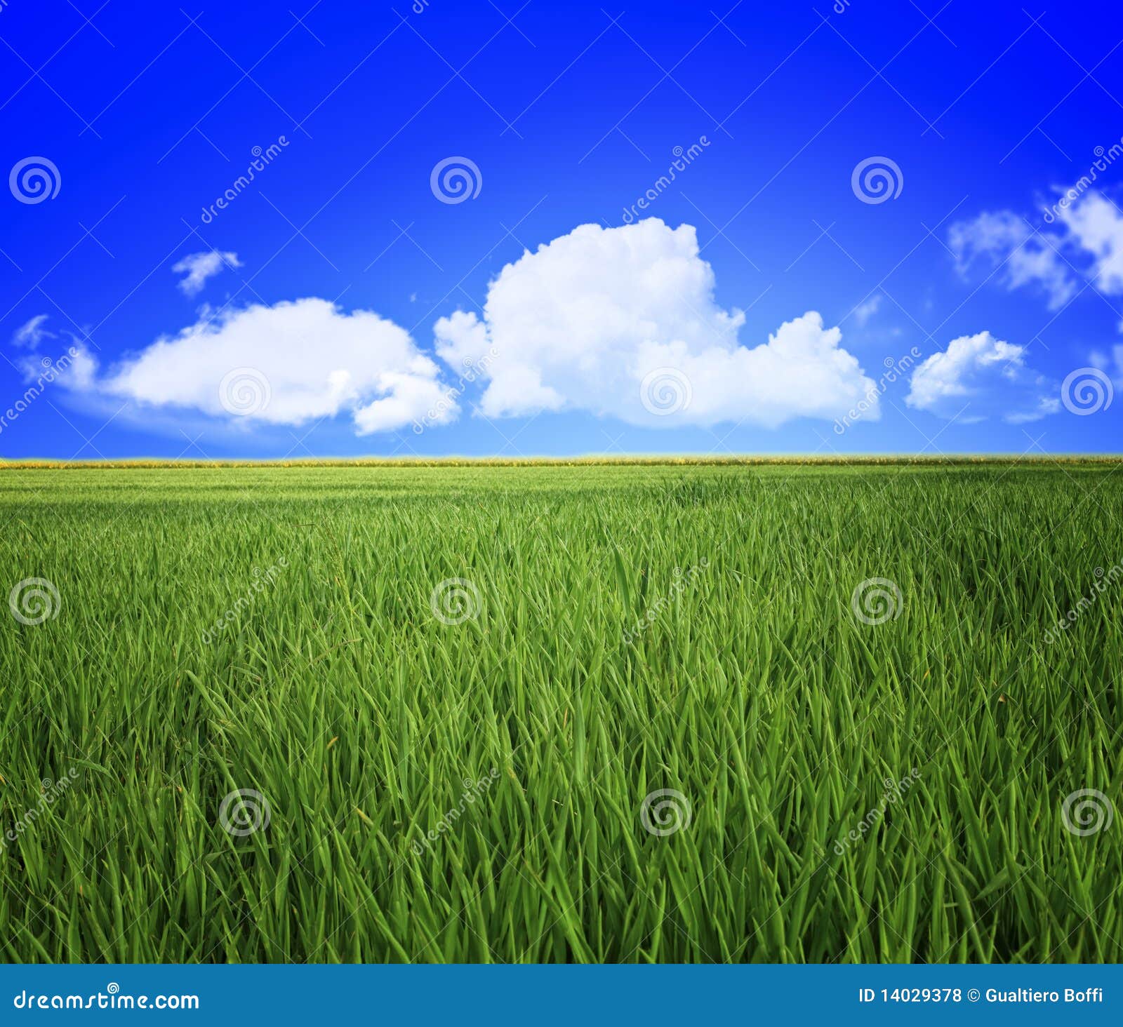 Grass field and sky stock photo. Image of outdoor, natural - 14029378