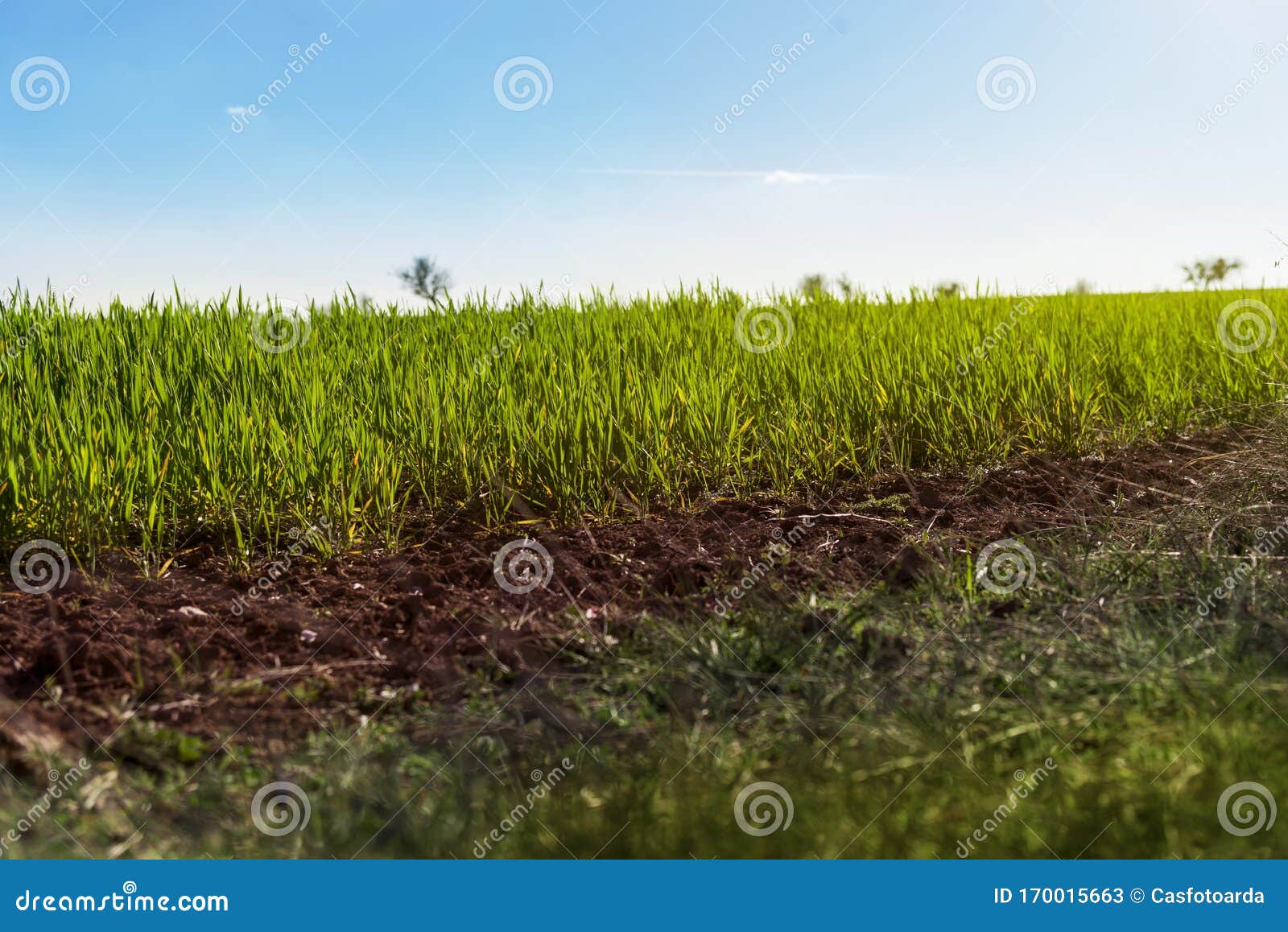 Grass Field with Soil on Foreground Stock Image - Image of healthy ...