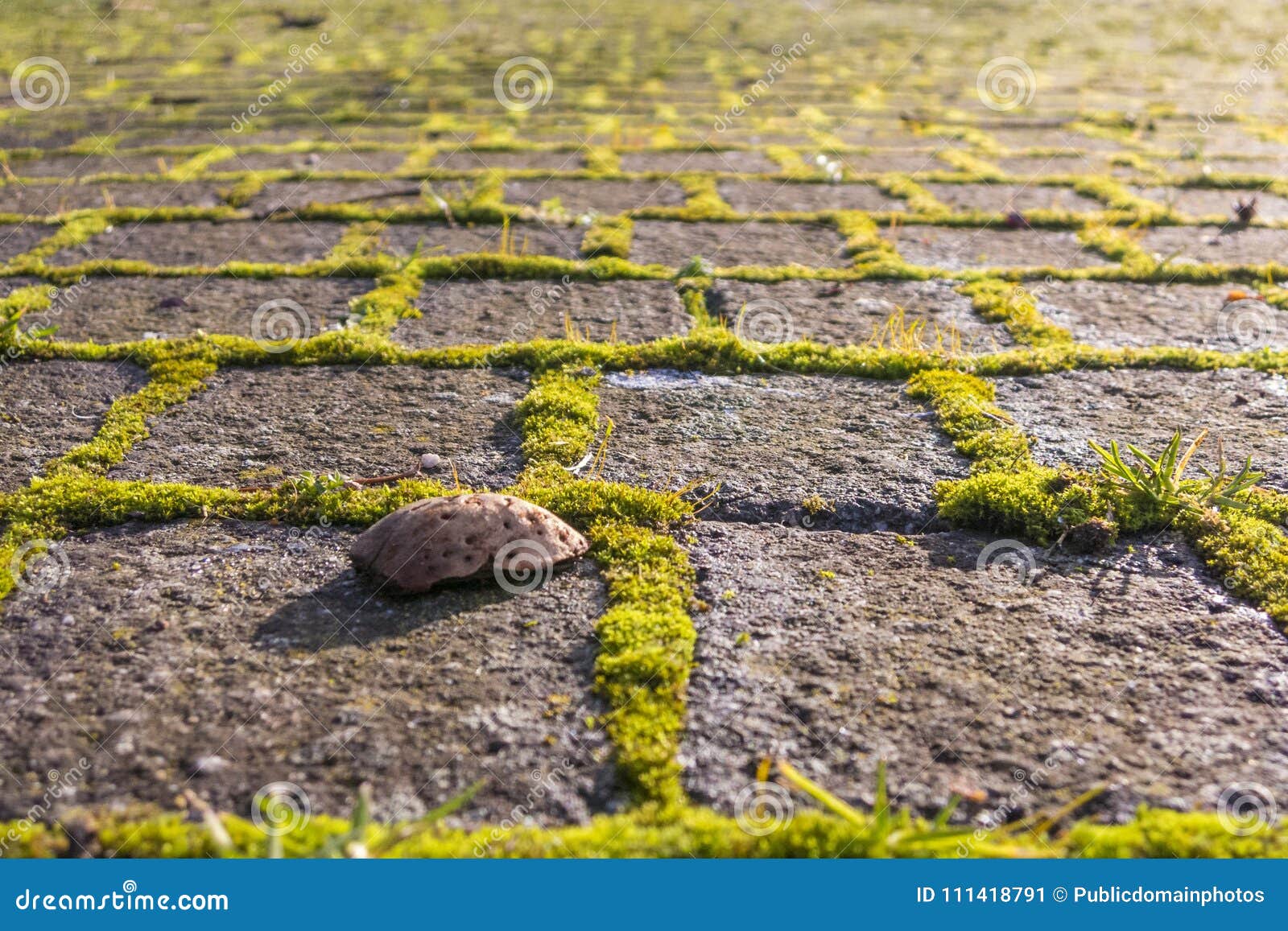 Grass, Field, Soil, Rock Picture. Image: 111418791