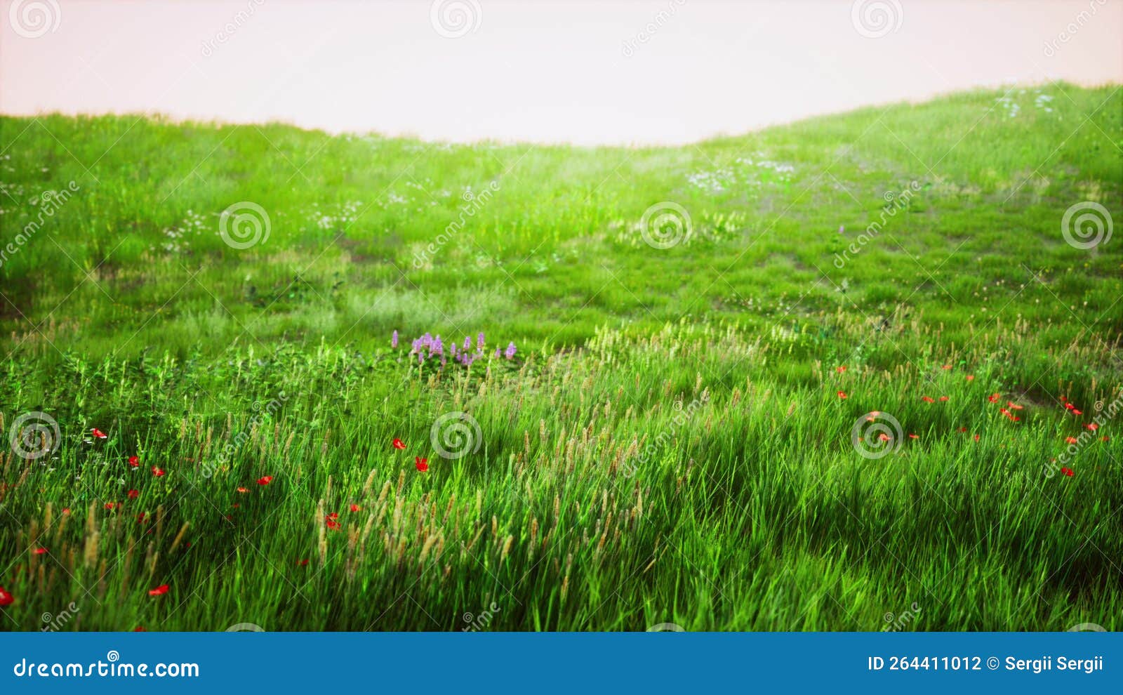 Grass on the Field during Sunrise Stock Photo - Image of cultivated ...