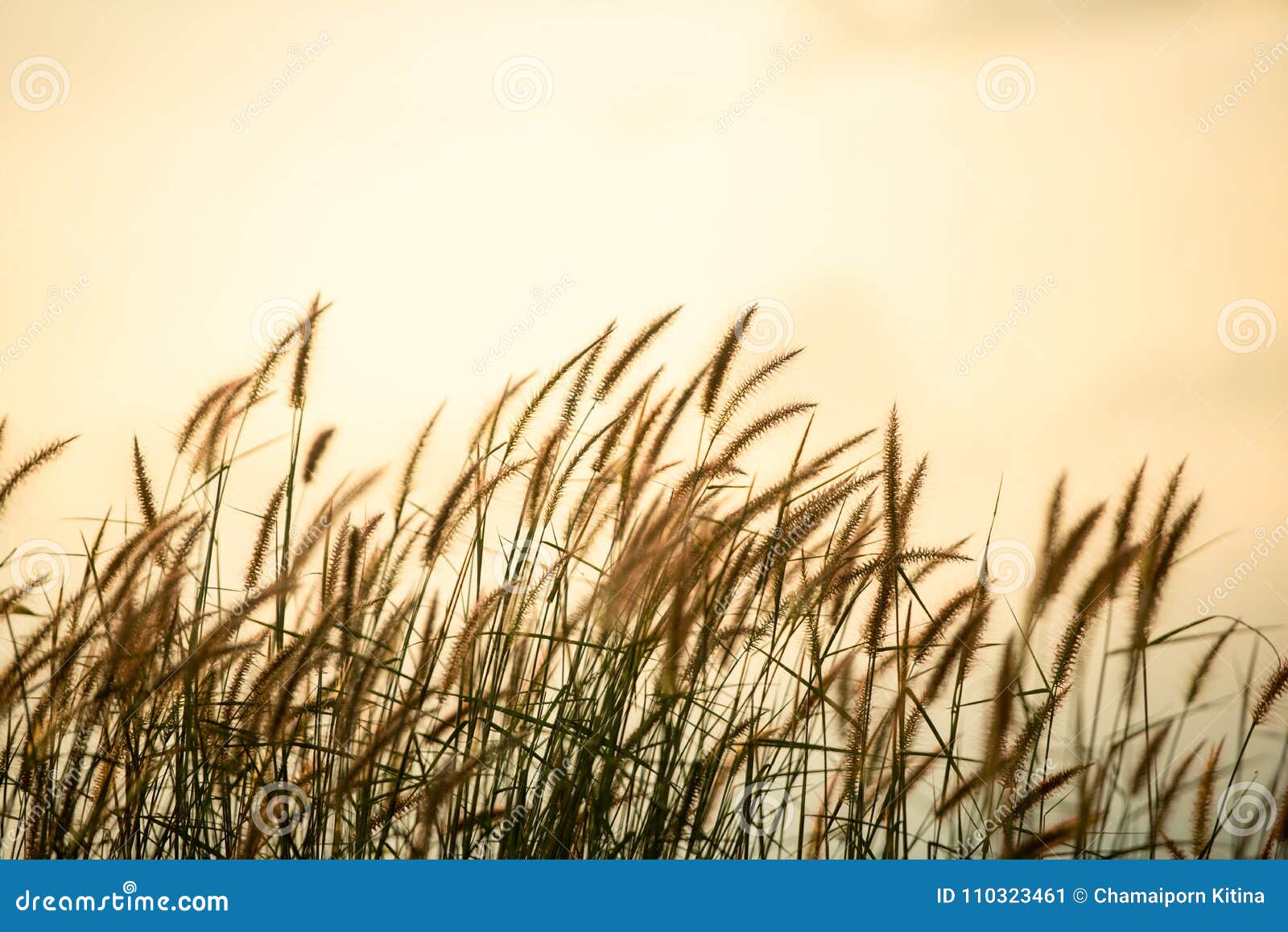 Grass Field on Sunrise with Sepia Tone. Stock Image - Image of sunlight ...