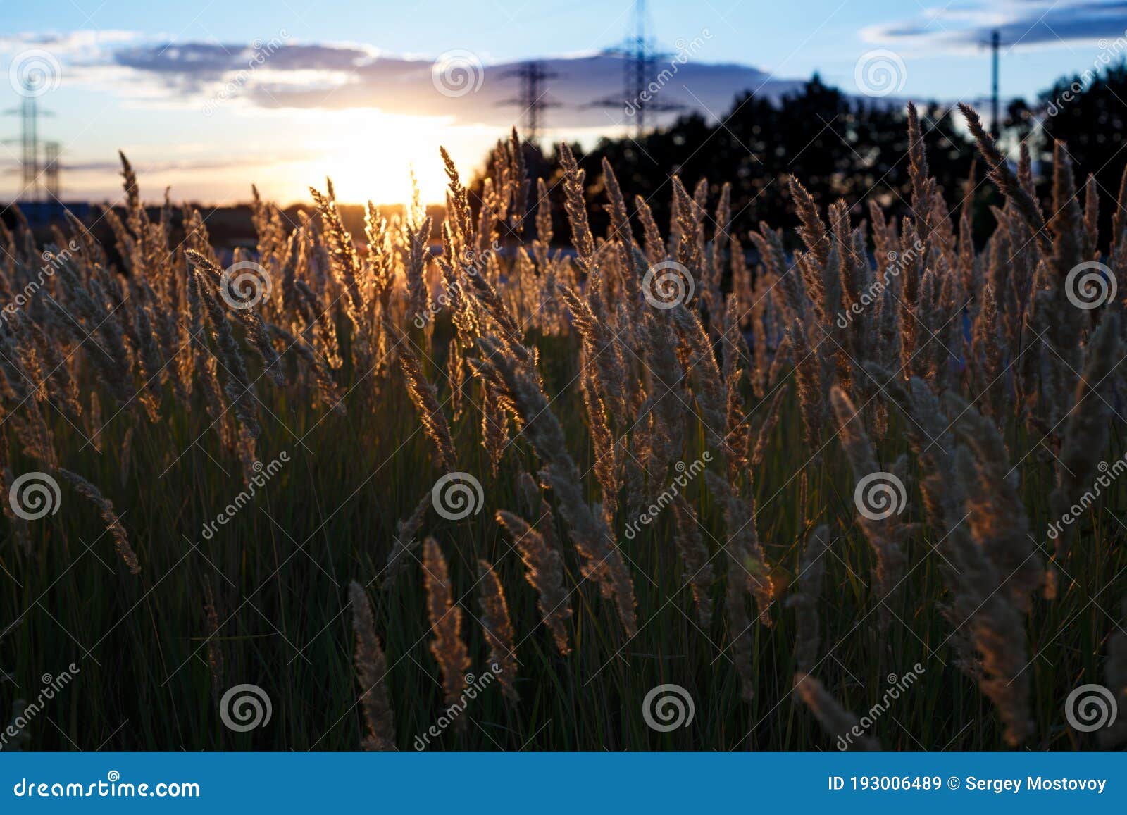 Grass at the Field on the Sunset Stock Image - Image of season, meadow ...