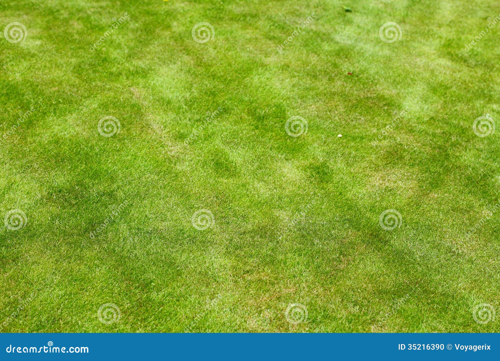 Grass Field Texture Background Stock Photo - Image of lawn, garden ...