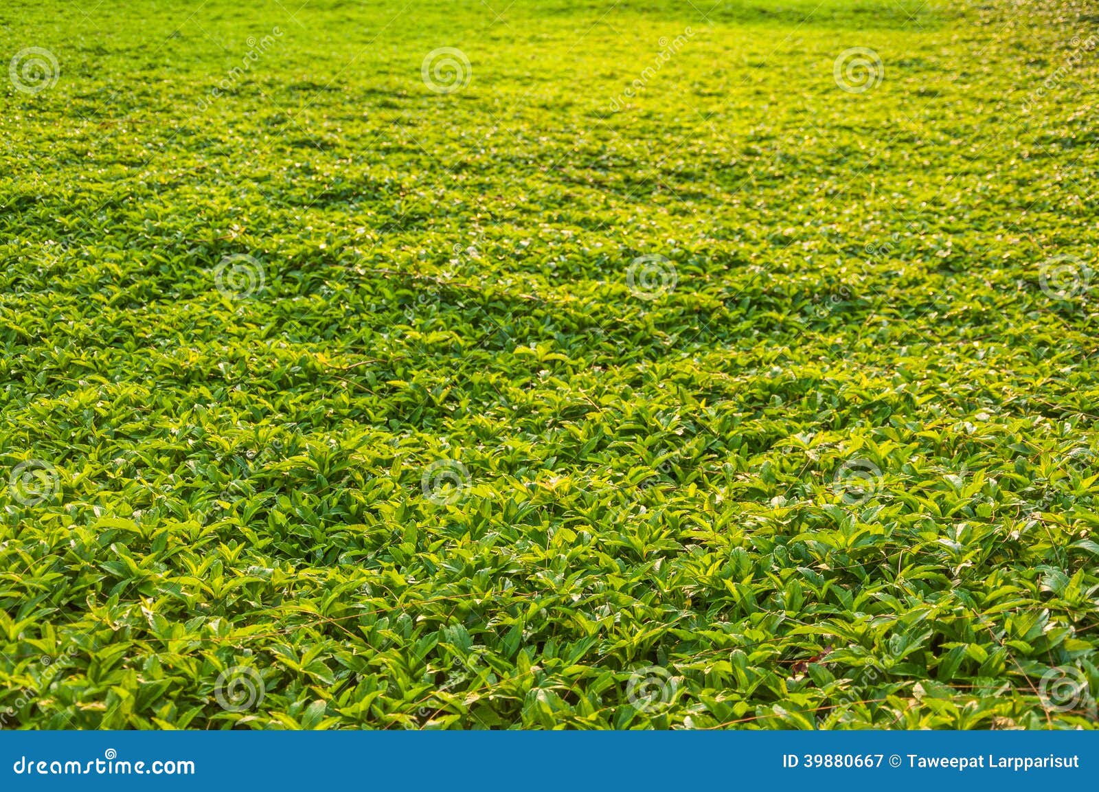 Grass field texture stock image. Image of nature, growth - 39880667