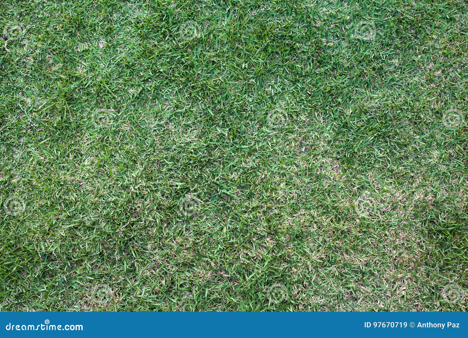 Grass field texture stock image. Image of mowed, plant - 97670719