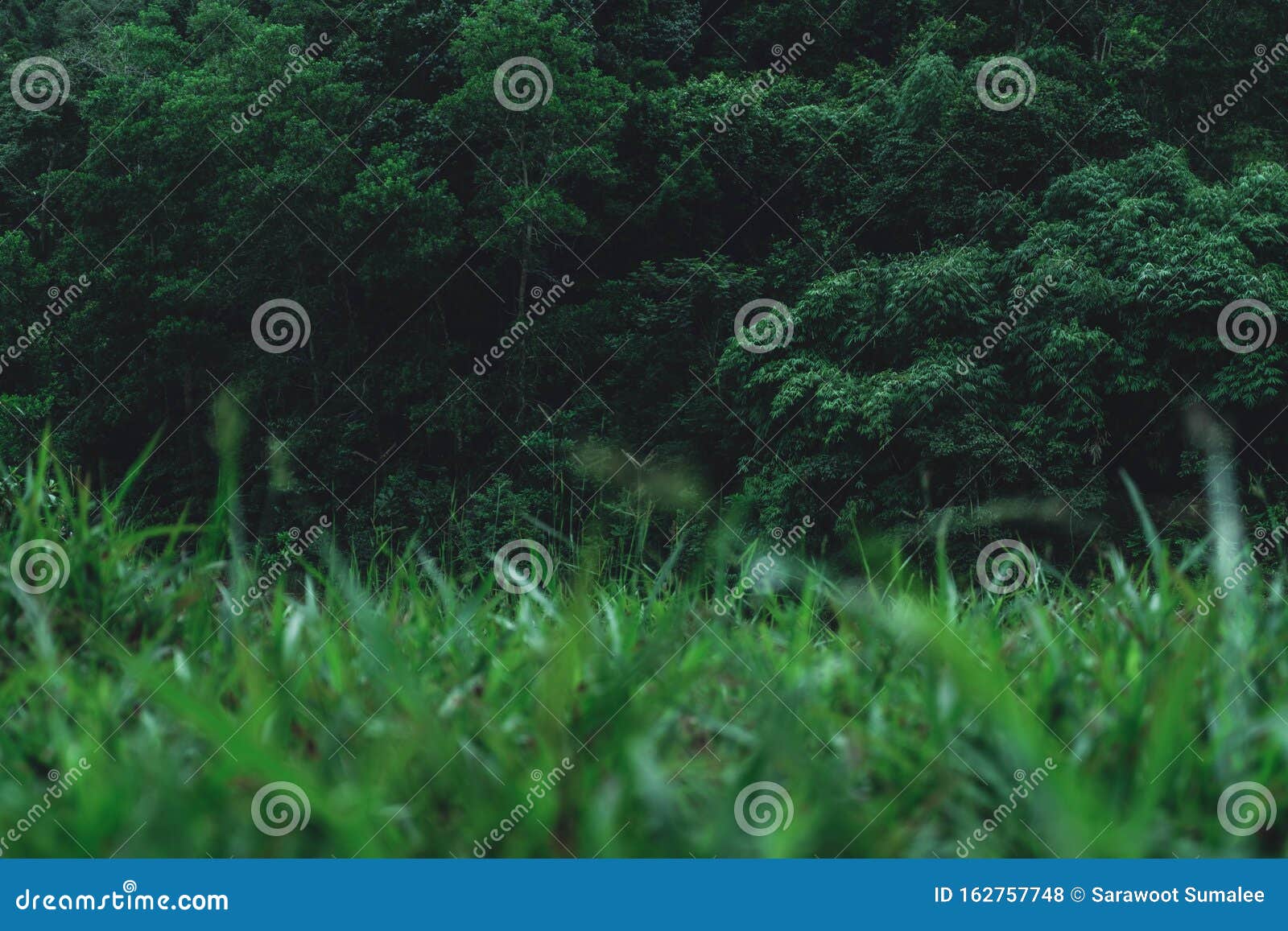 In The Field There Are Lone Trees, In The Distance A Forest. Deciduous ...