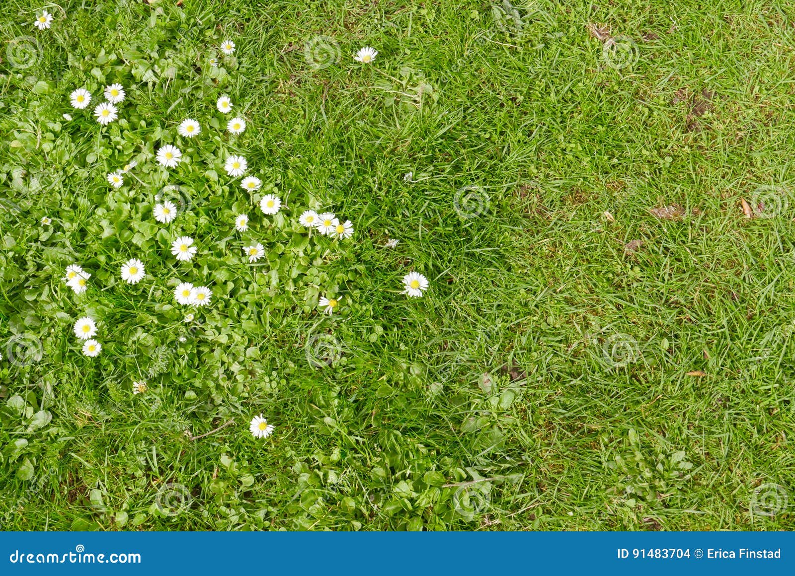 Grass Field with Tiny White Flowers Stock Photo - Image of nature ...