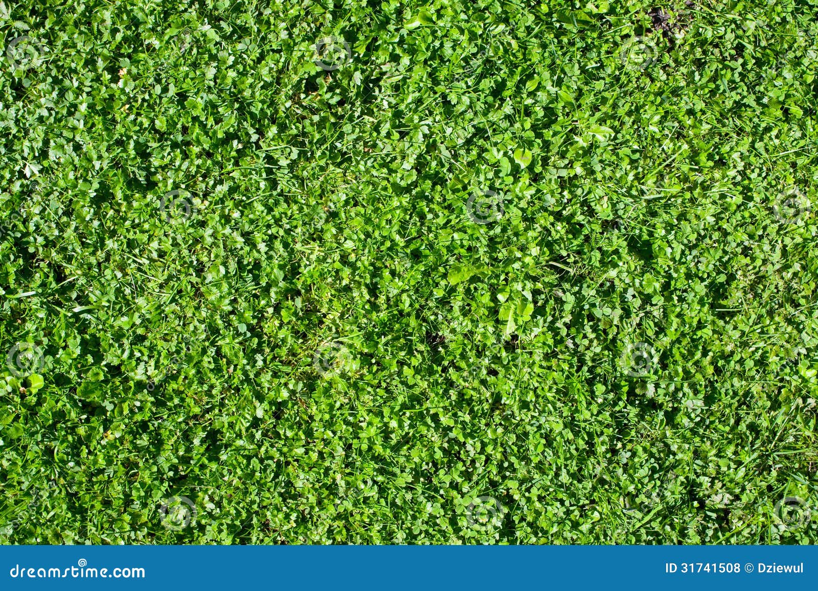 Grass Field Top View stock photo. Image of floor, closeup - 31741508