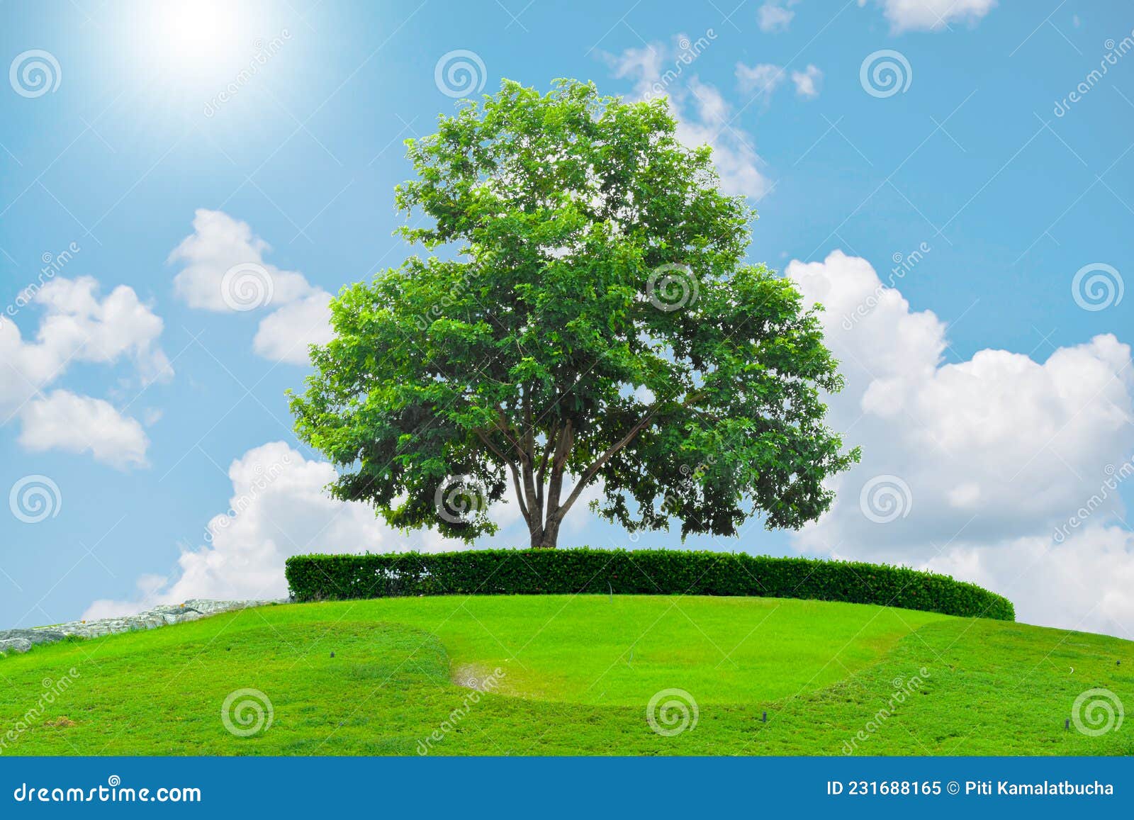 Grass Field with Tree on Blue Sky. Green Tree for Background Stock ...