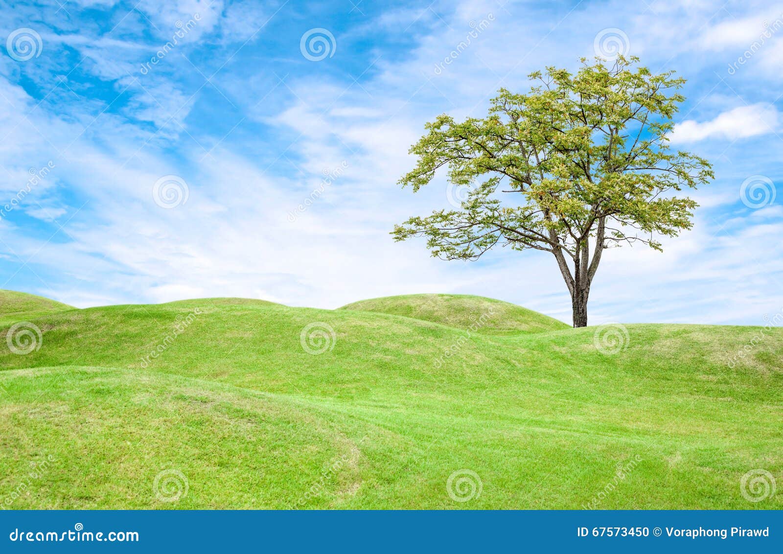 Grass Field and Tree Under Blue Sky Stock Photo - Image of nature ...
