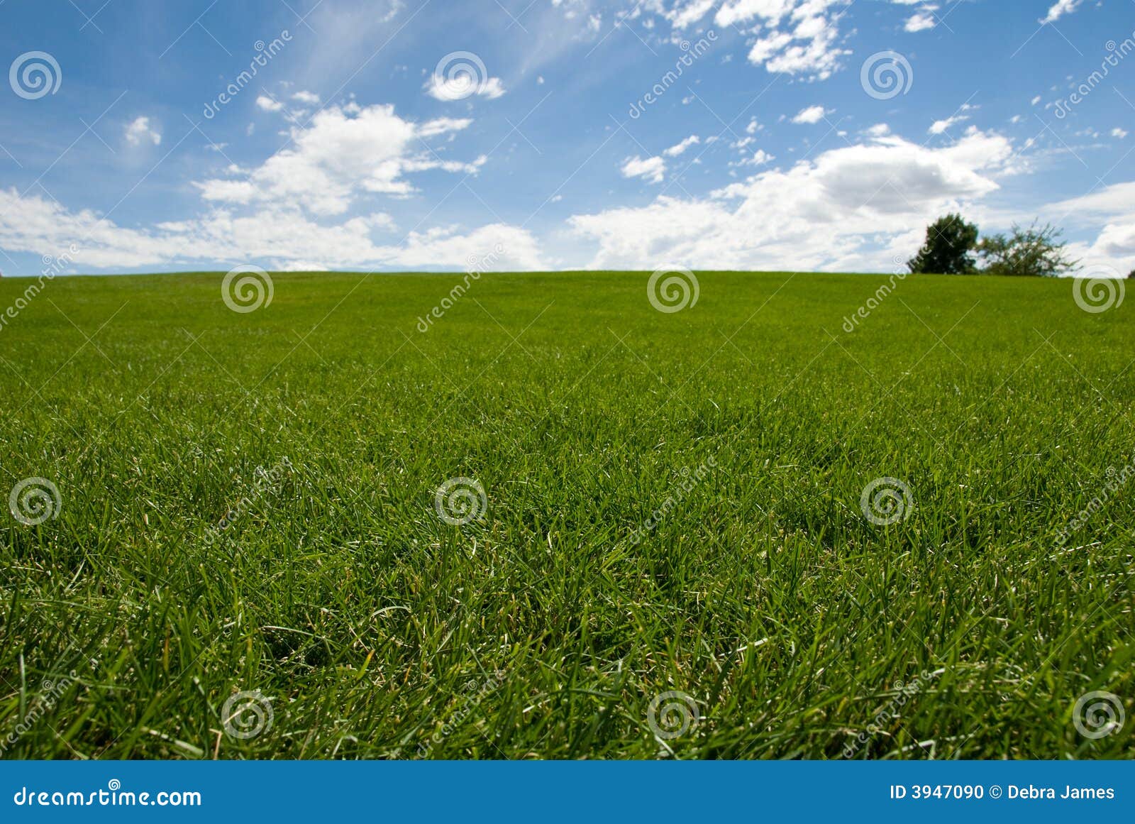 Grass field and trees stock photo. Image of clouds, lawn - 3947090
