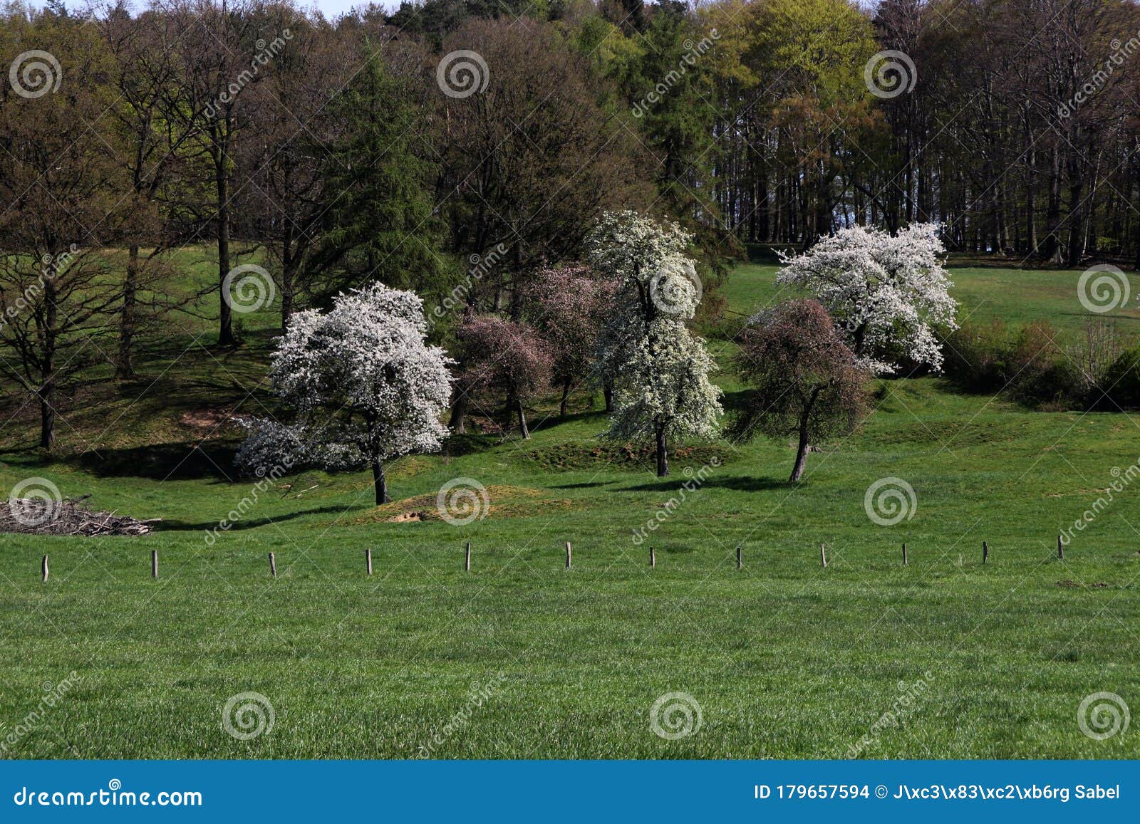 A grass field with trees stock photo. Image of osnabrueck - 179657594