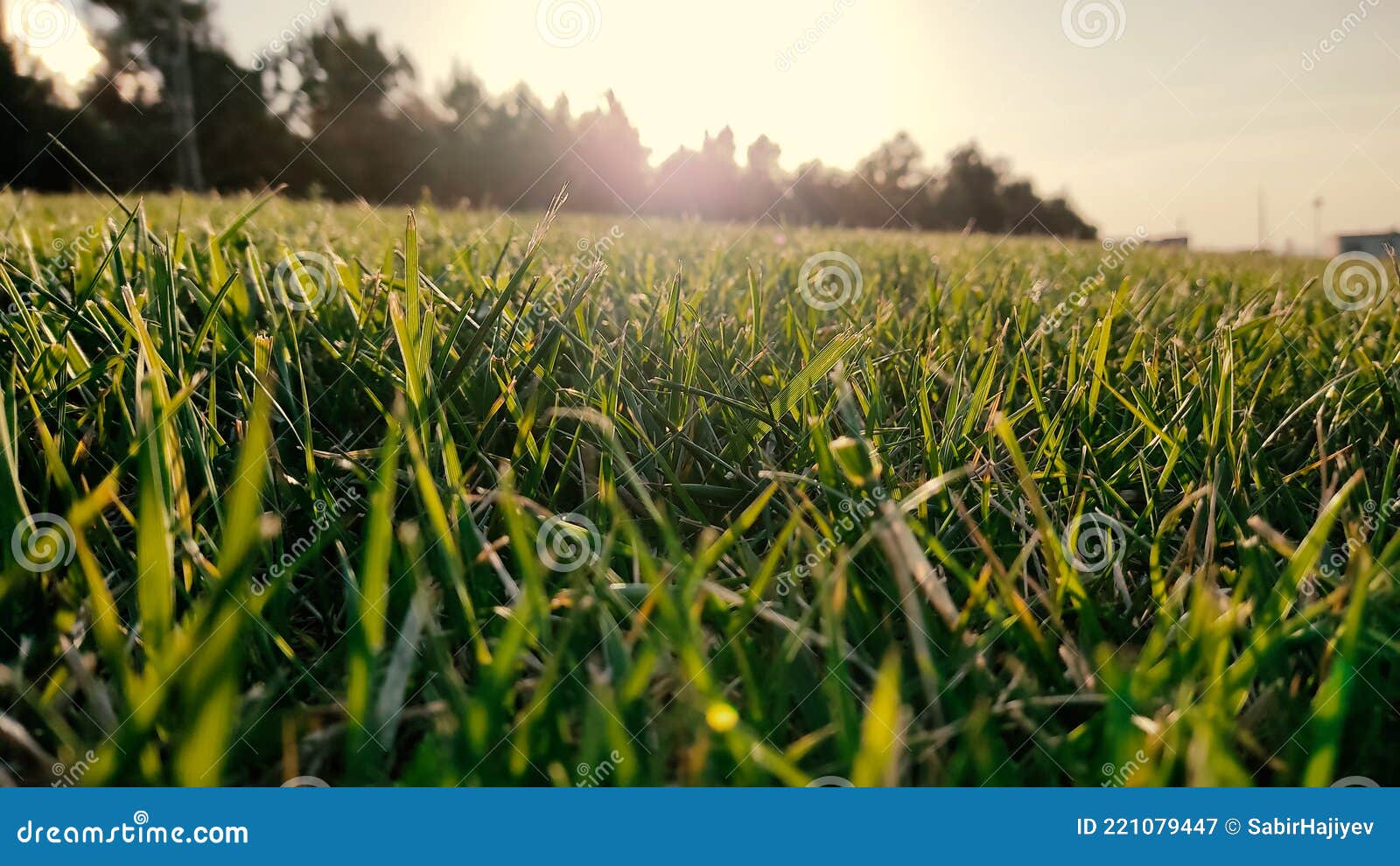 Grass Field Under the Sun Rays Stock Image - Image of growth, natural ...