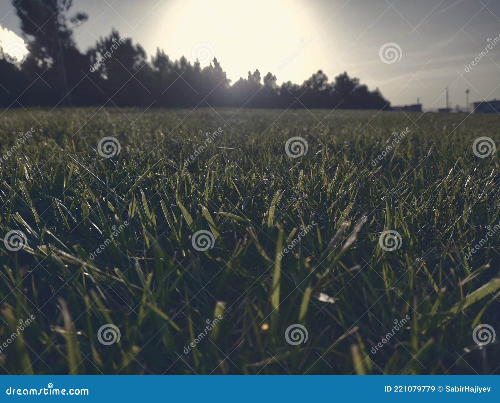 Grass Field Under the Sun Rays Stock Image - Image of rural, closeup ...