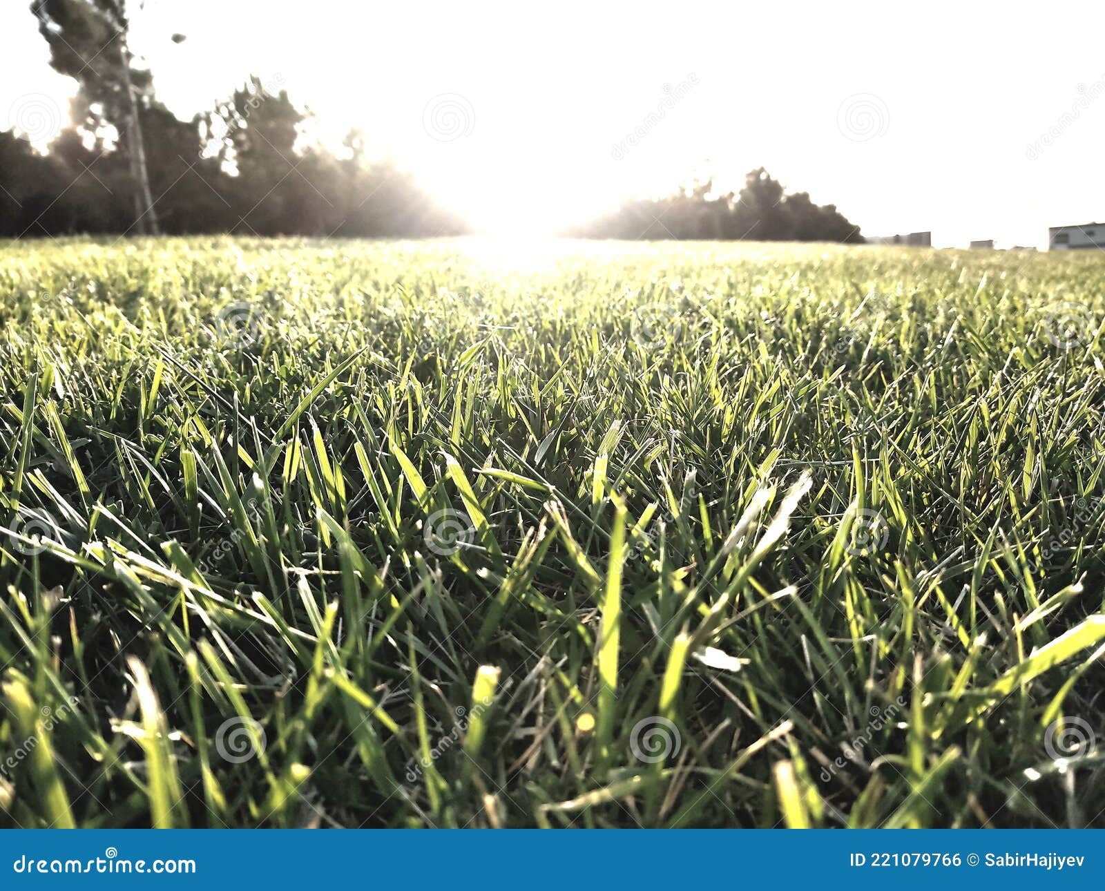 Grass Field Under the Sun Rays Stock Photo - Image of field, grassland ...