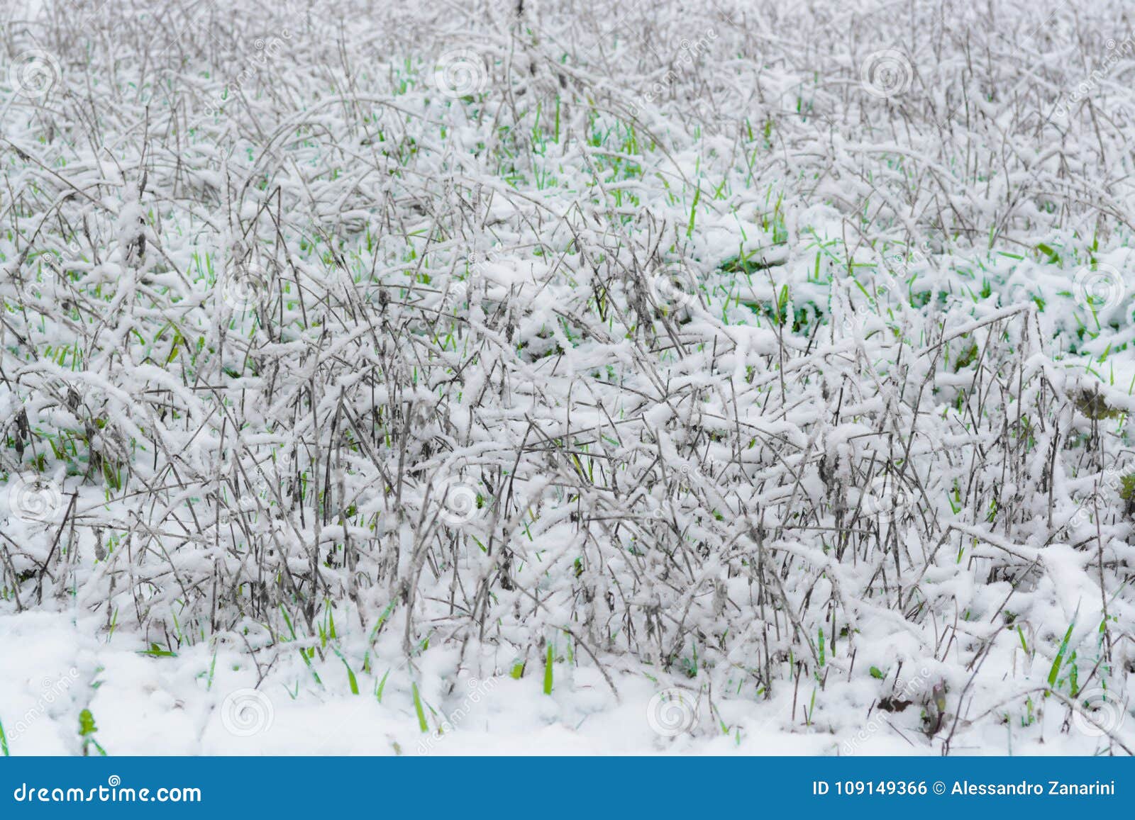 Grass Field Under a Thin Layer of Snow Stock Photo - Image of thin ...