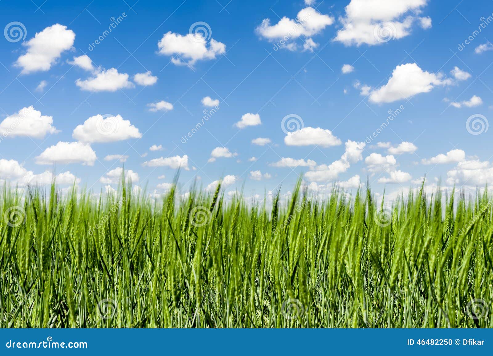 Grass Field Under a Windy Blue Sky Stock Photo - Image of clouds ...