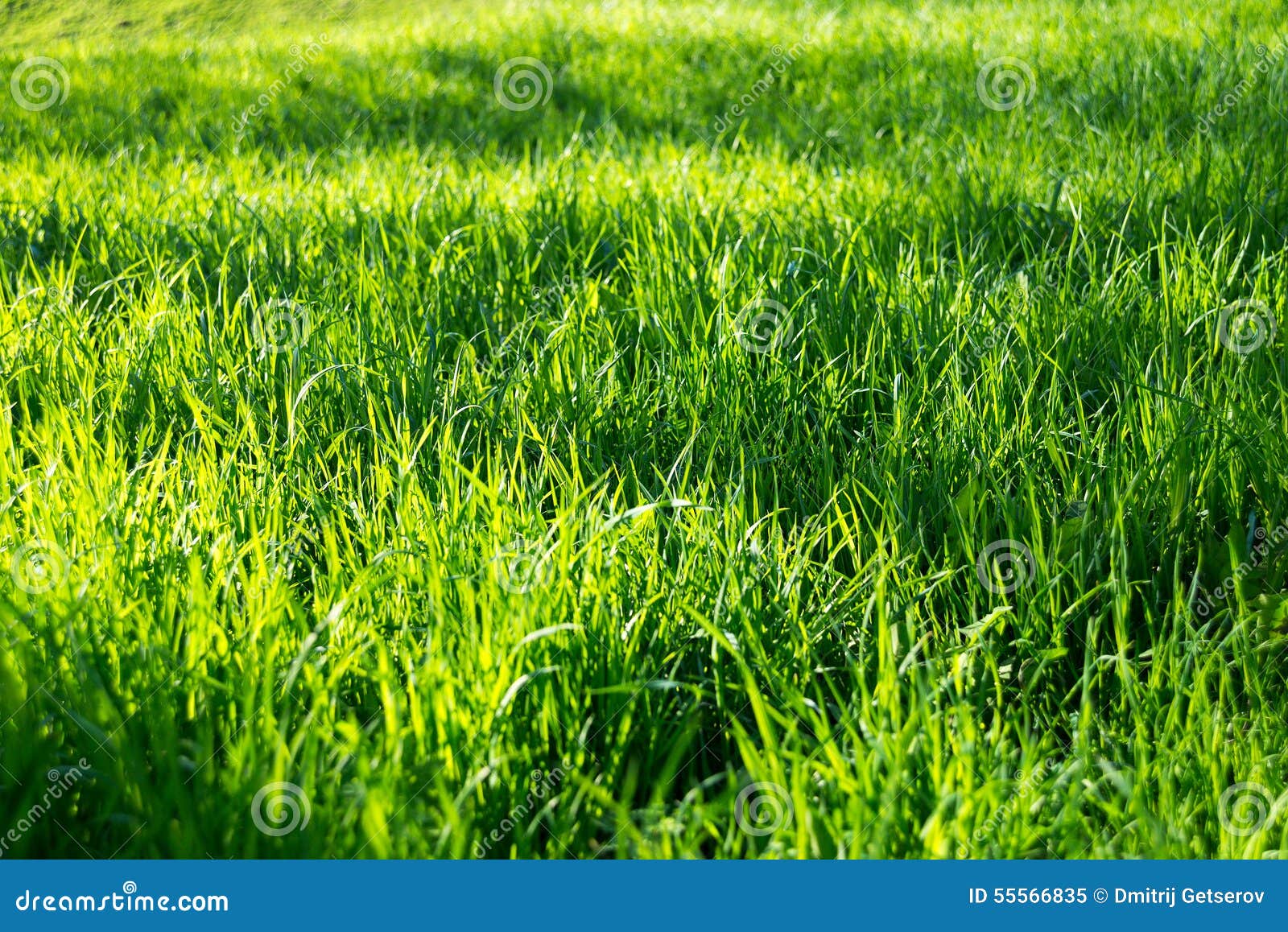 Grass field stock image. Image of nature, lawn, wide - 55566835