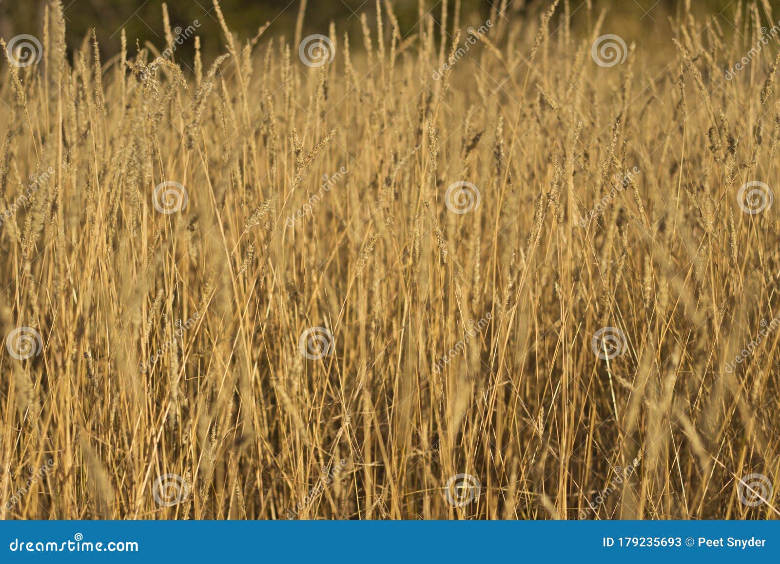 Grass Field with Yellow Dead Grass Stock Image - Image of plain ...