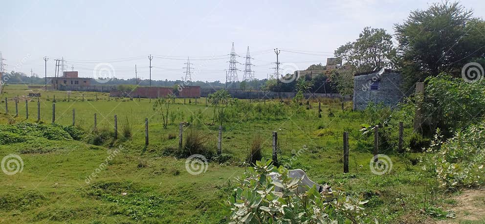 Grass Fields Structure Tree and Plant in Rajnagar Madhubani India Stock ...