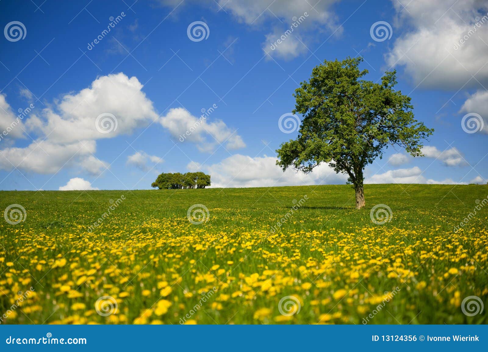 Grass Fields Structure Tree And Plant In Rajnagar Madhubani India ...