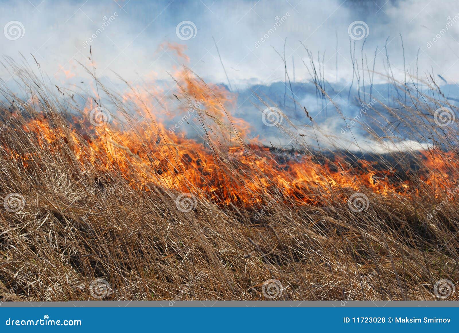 Grass fire stock photo. Image of flame, nature, grass - 11723028