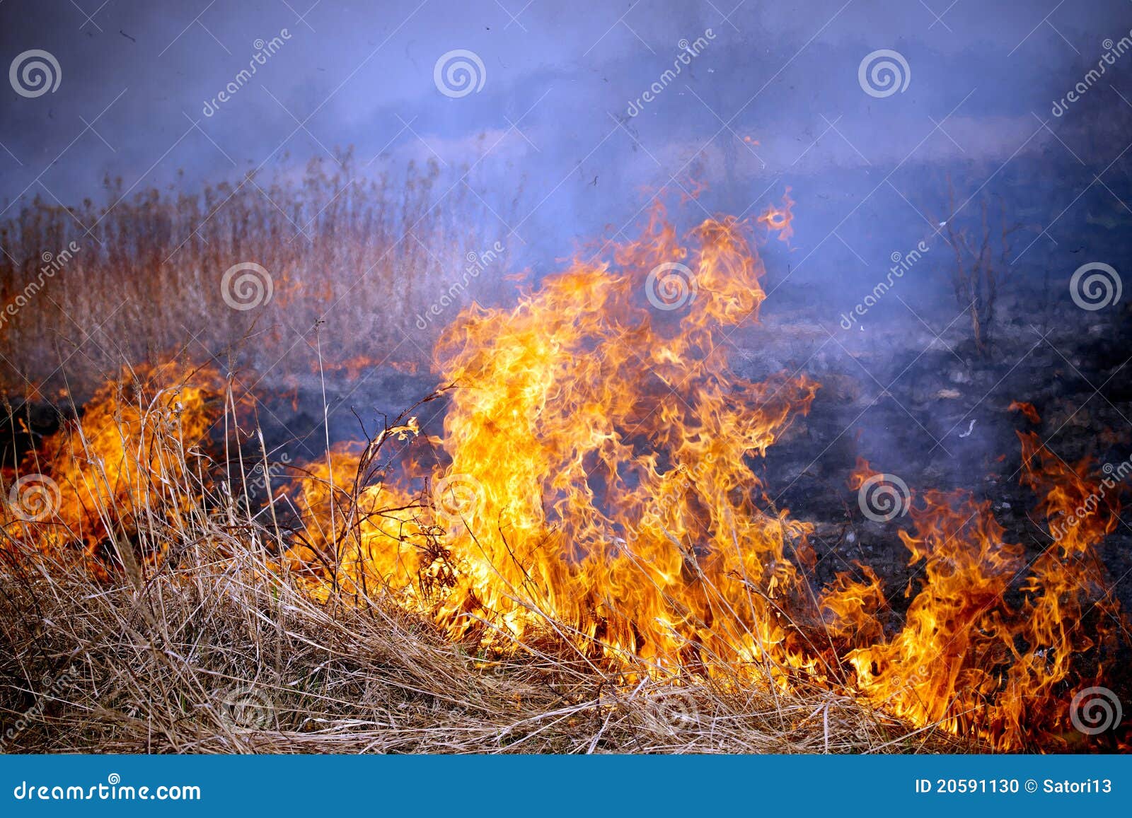 Dry Grass Fire In The Steppe. Burning Dry Grass In The Spring Royalty ...