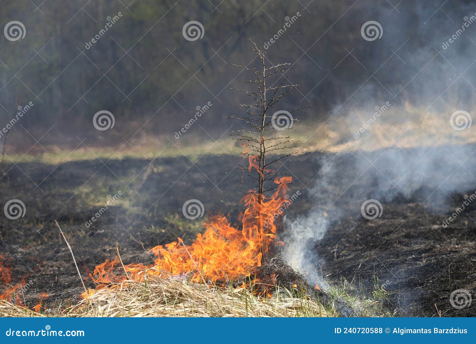 A Grass Fire or Bush Fire in the Wild Stock Photo - Image of fire ...