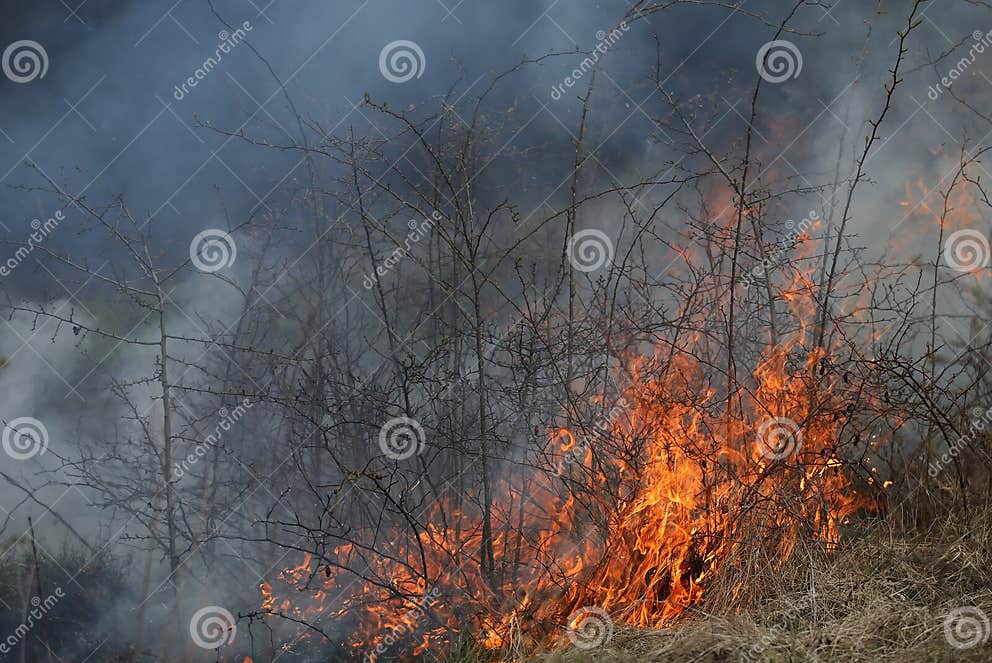 A Grass Fire or Bush Fire in the Wild Stock Photo - Image of heat ...