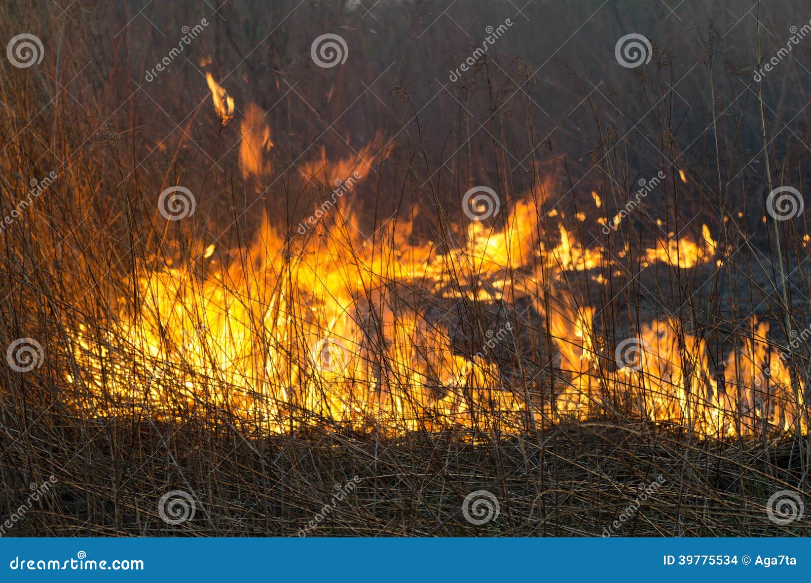 Grass fire stock photo. Image of burnt, brush, environment - 39775534