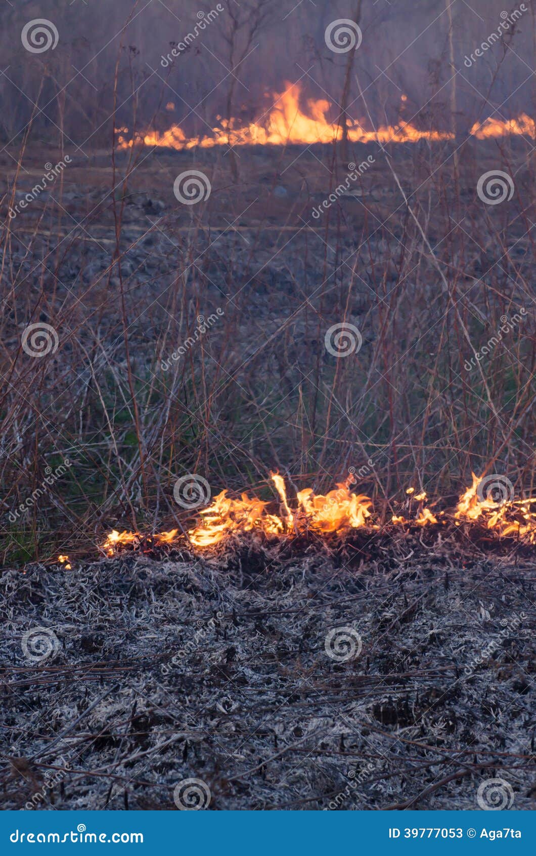Grass fire stock image. Image of forest, brush, burn - 39777053