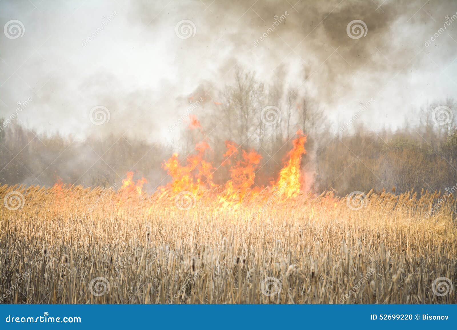 Grass fire stock photo. Image of destruction, grass, structure - 52699220