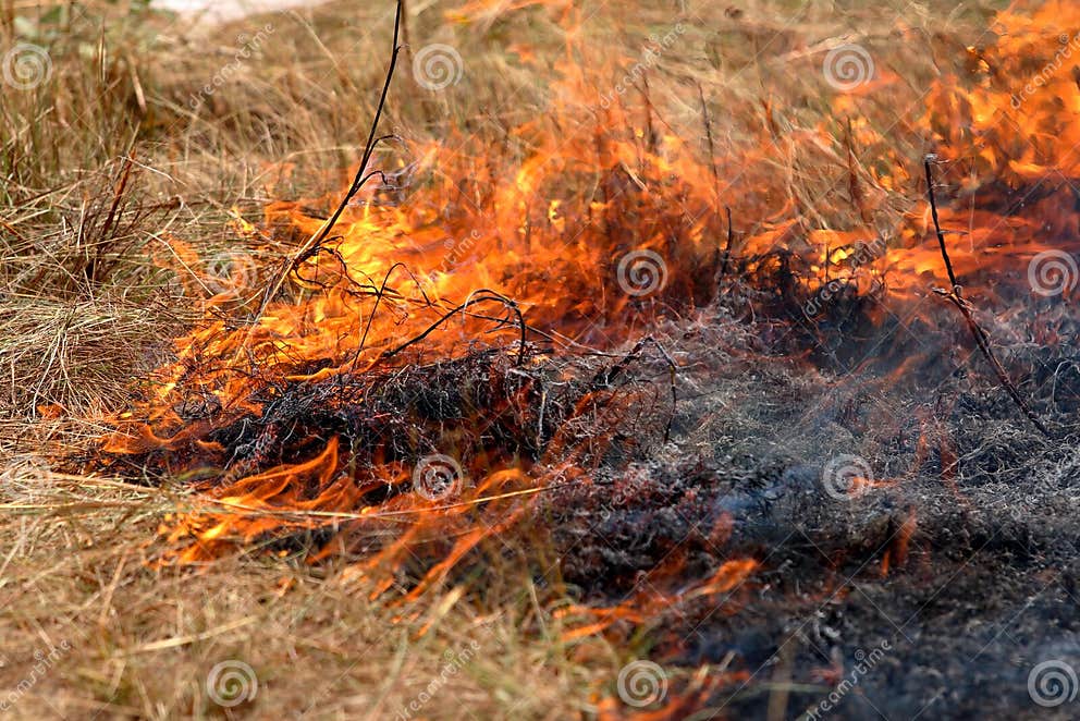 Grass fires stock photo. Image of motion, heat, flame - 50627322