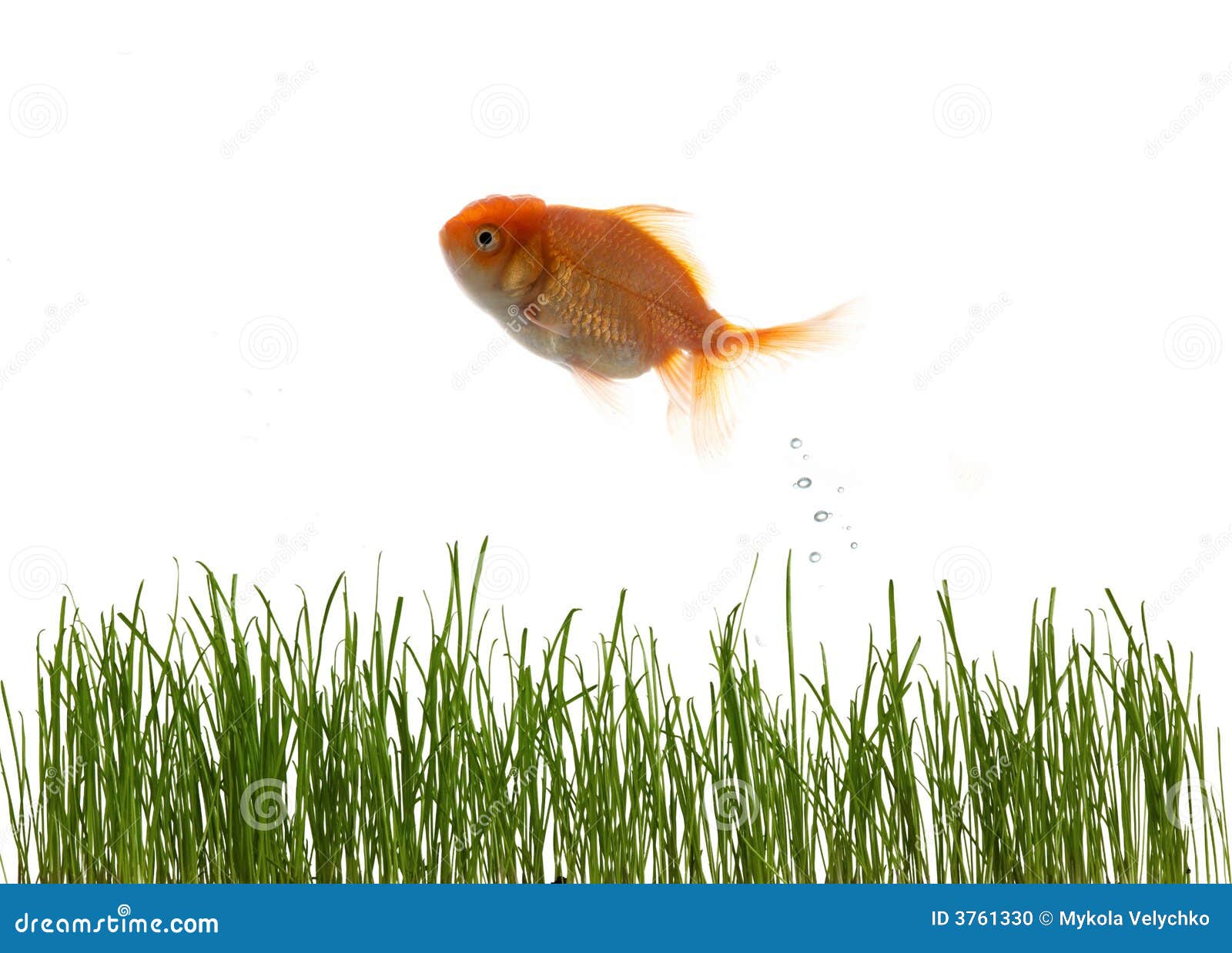 Grass And Fish Picture. Image: 3761330