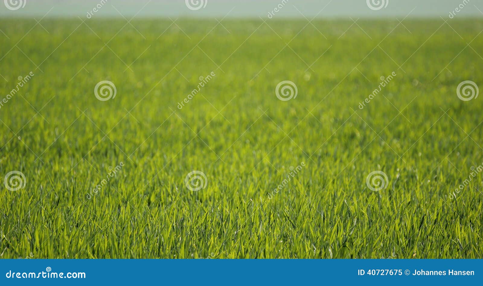 Grass stock image. Image of crop, colors, field, focus - 40727675