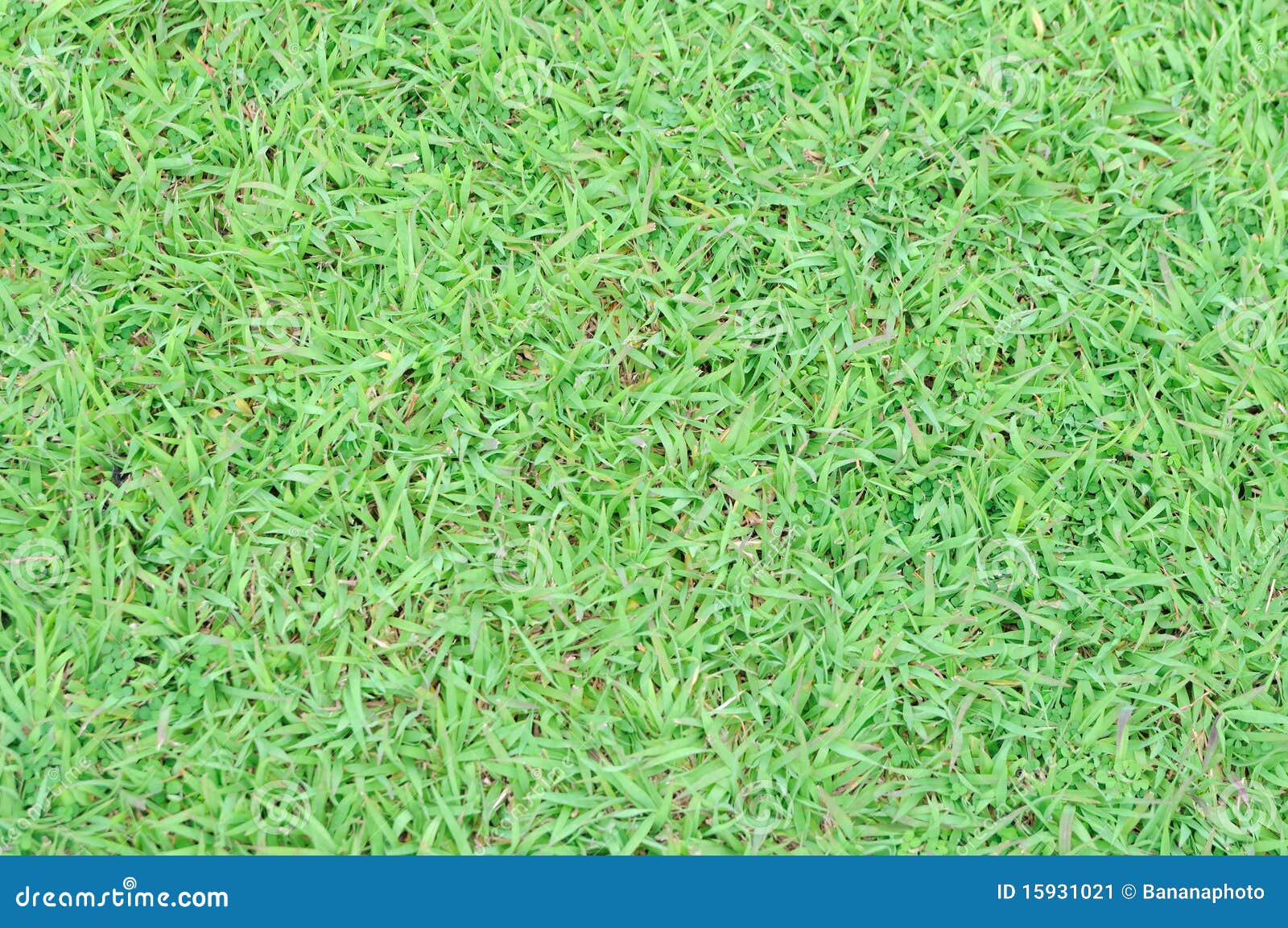 Grass floor in the garden stock image. Image of earth - 15931021