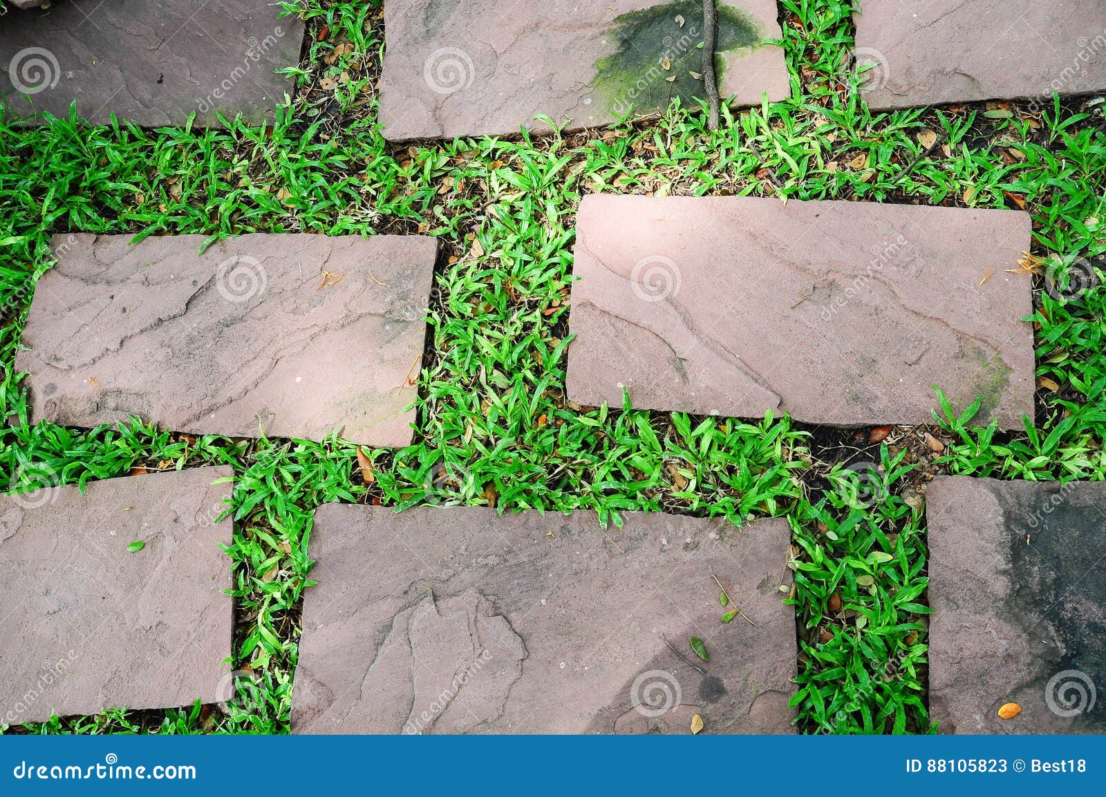 Grass floor stock image. Image of garden, backyard, land - 88105823