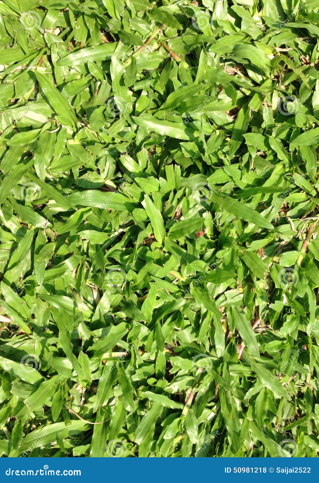Grass flour stock photo. Image of leave, backgr, abstract - 50981218