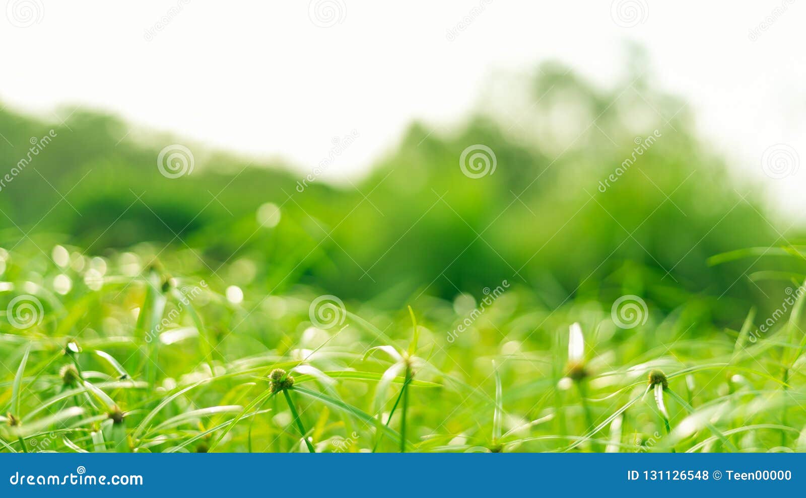 Grass Flower Abstract Green Background. Stock Photo - Image of foliage ...