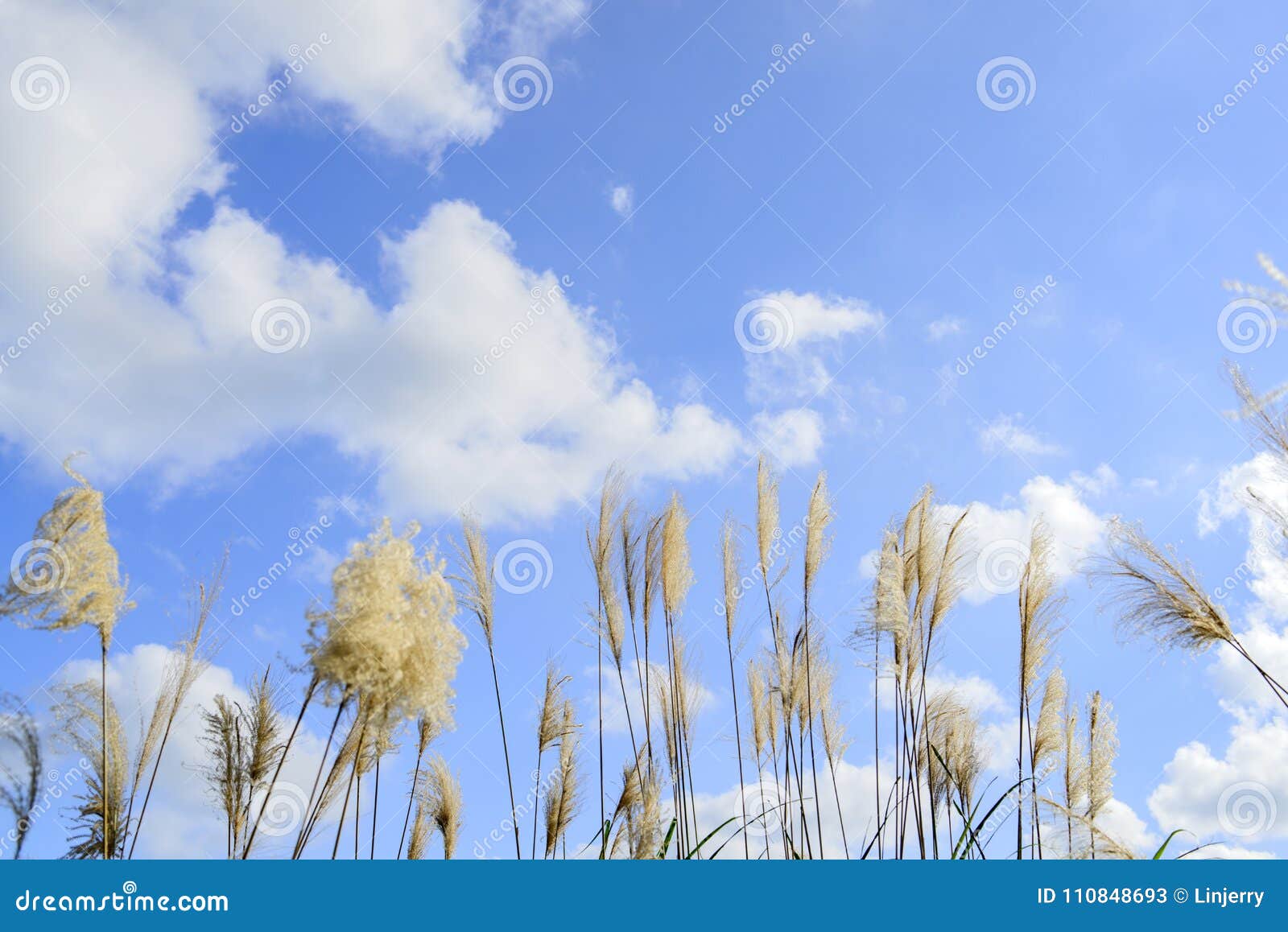 Reed Flower on Blue Background Stock Image - Image of agriculture ...