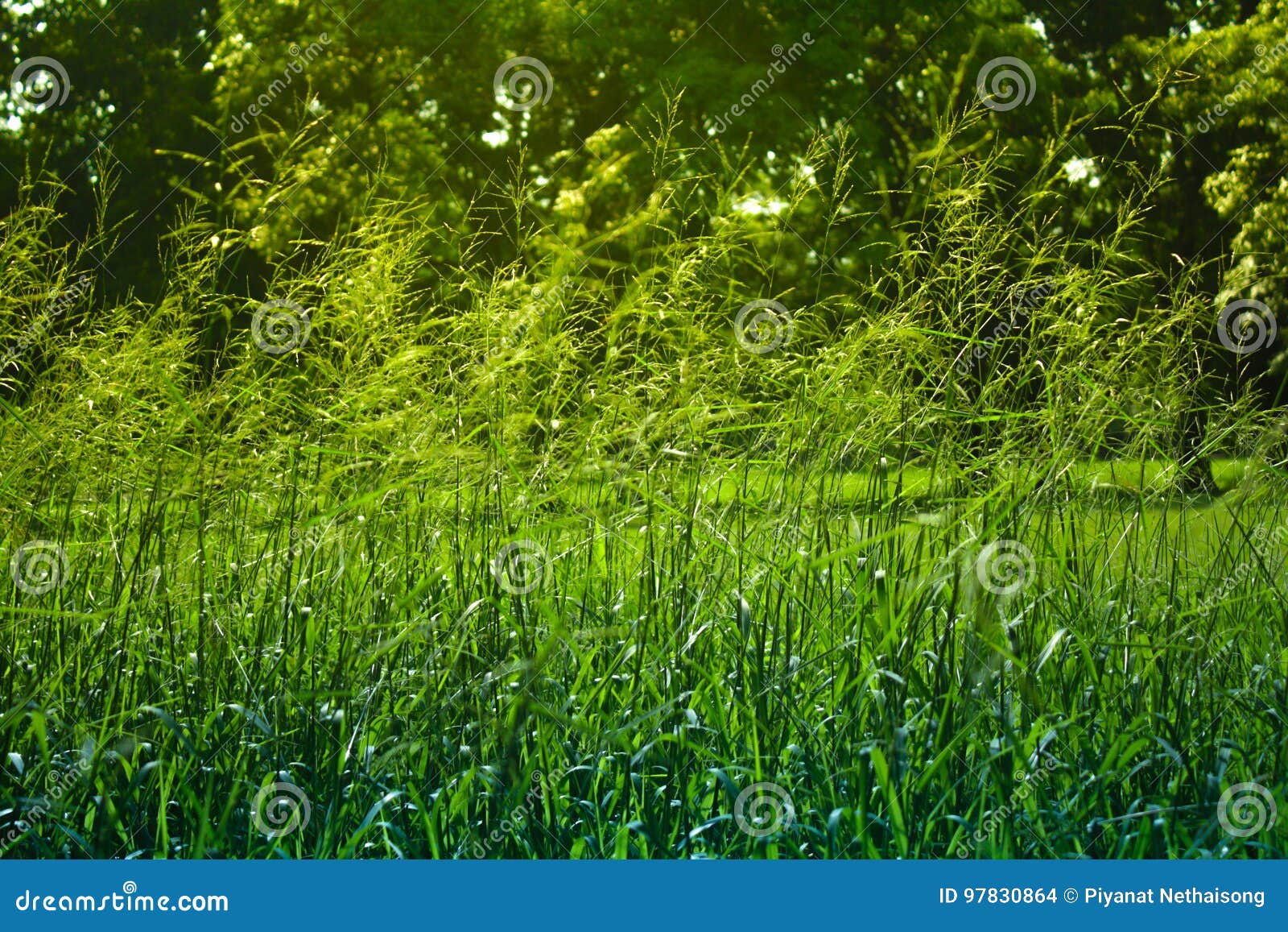 Grass Flower for Background. Stock Photo - Image of natural, outdoor ...