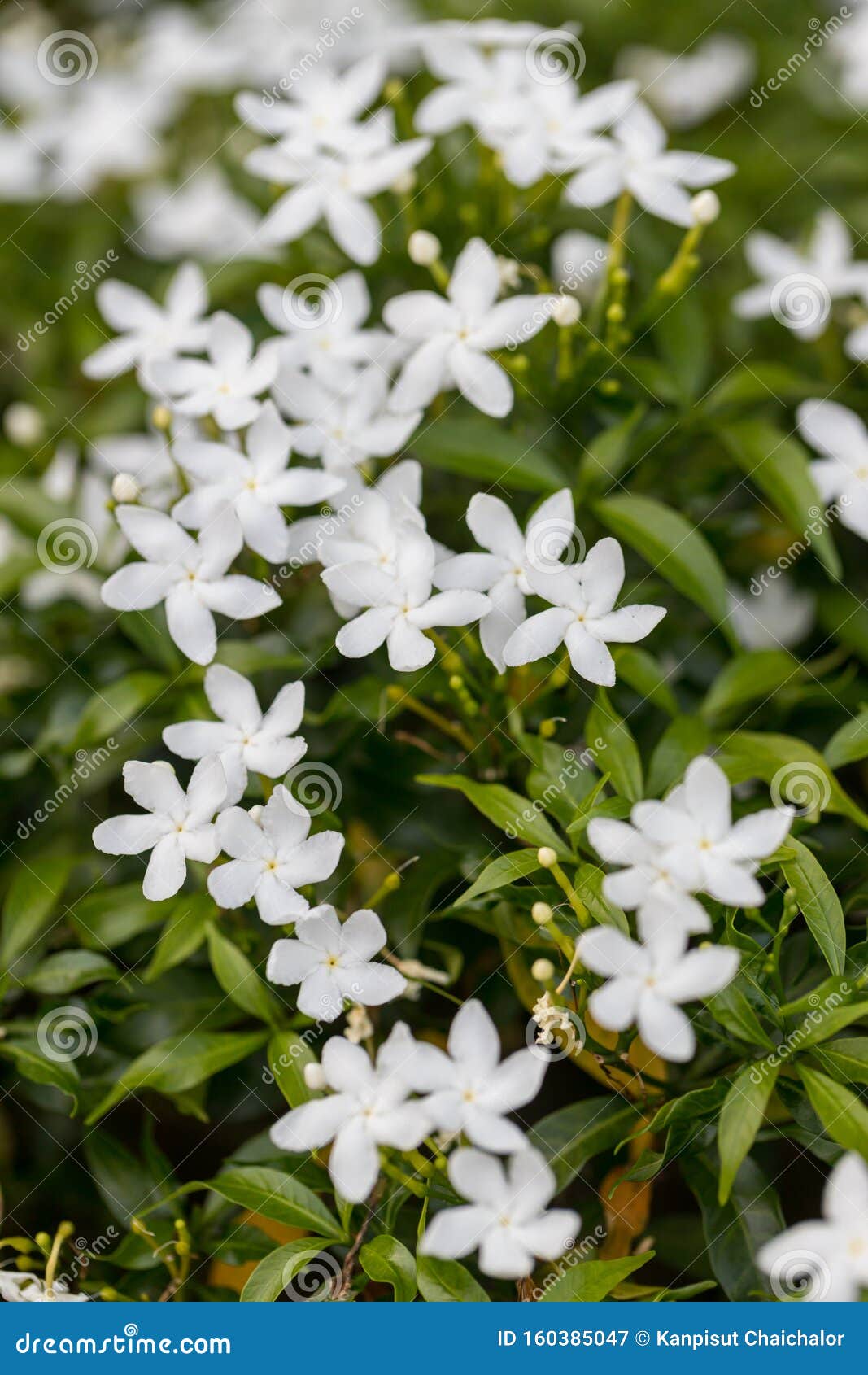 Grass Flower on Background. Image for Background Stock Image - Image of ...
