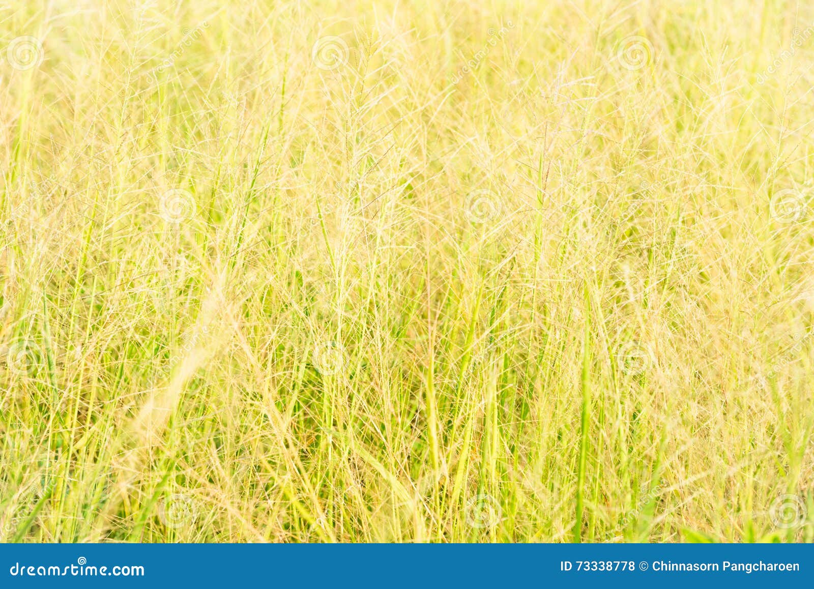 Grass flower background stock photo. Image of leaf, soft - 73338778