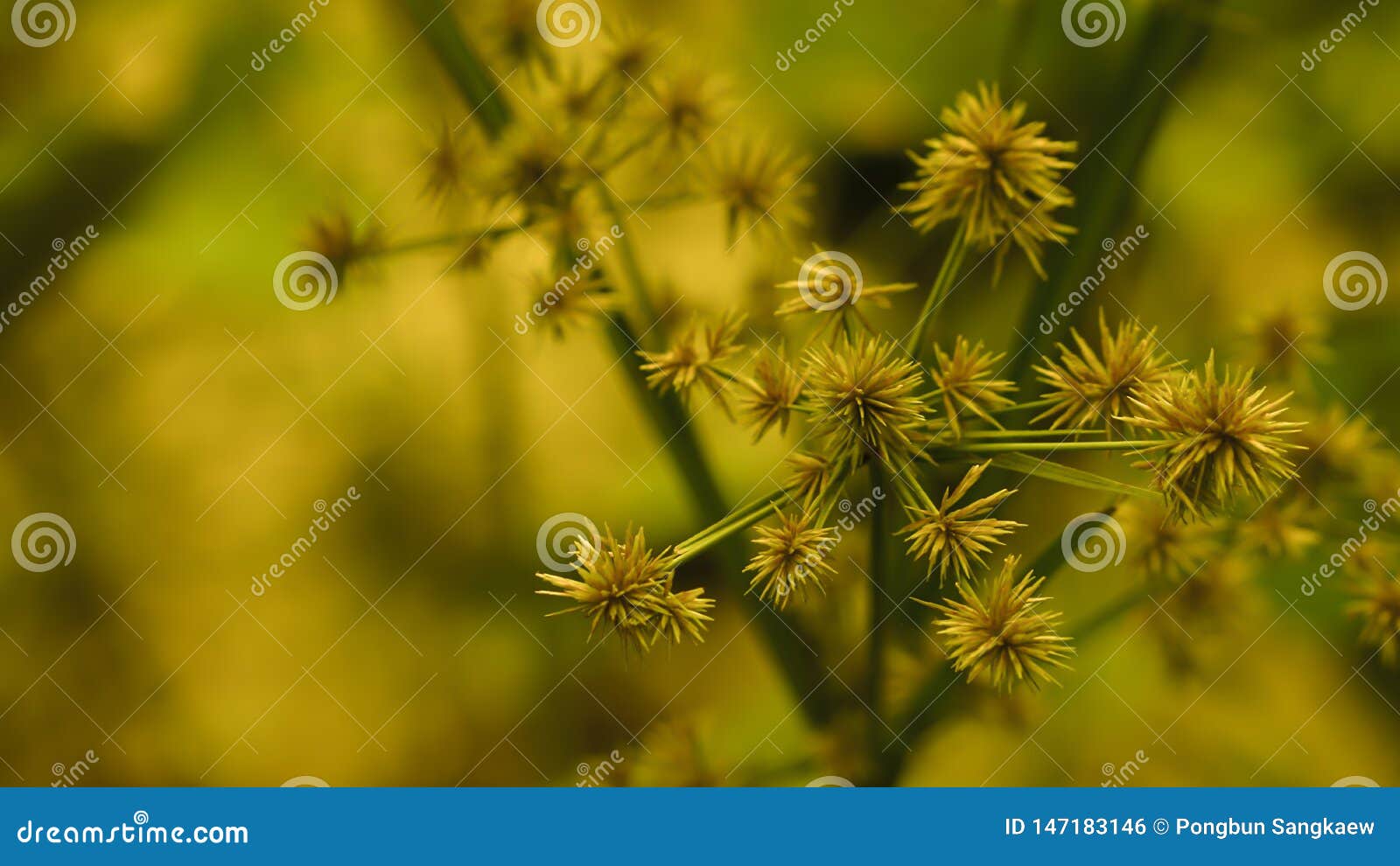 Grass Flower Blooming Spring Nature Wallpaper Background Stock Photo ...